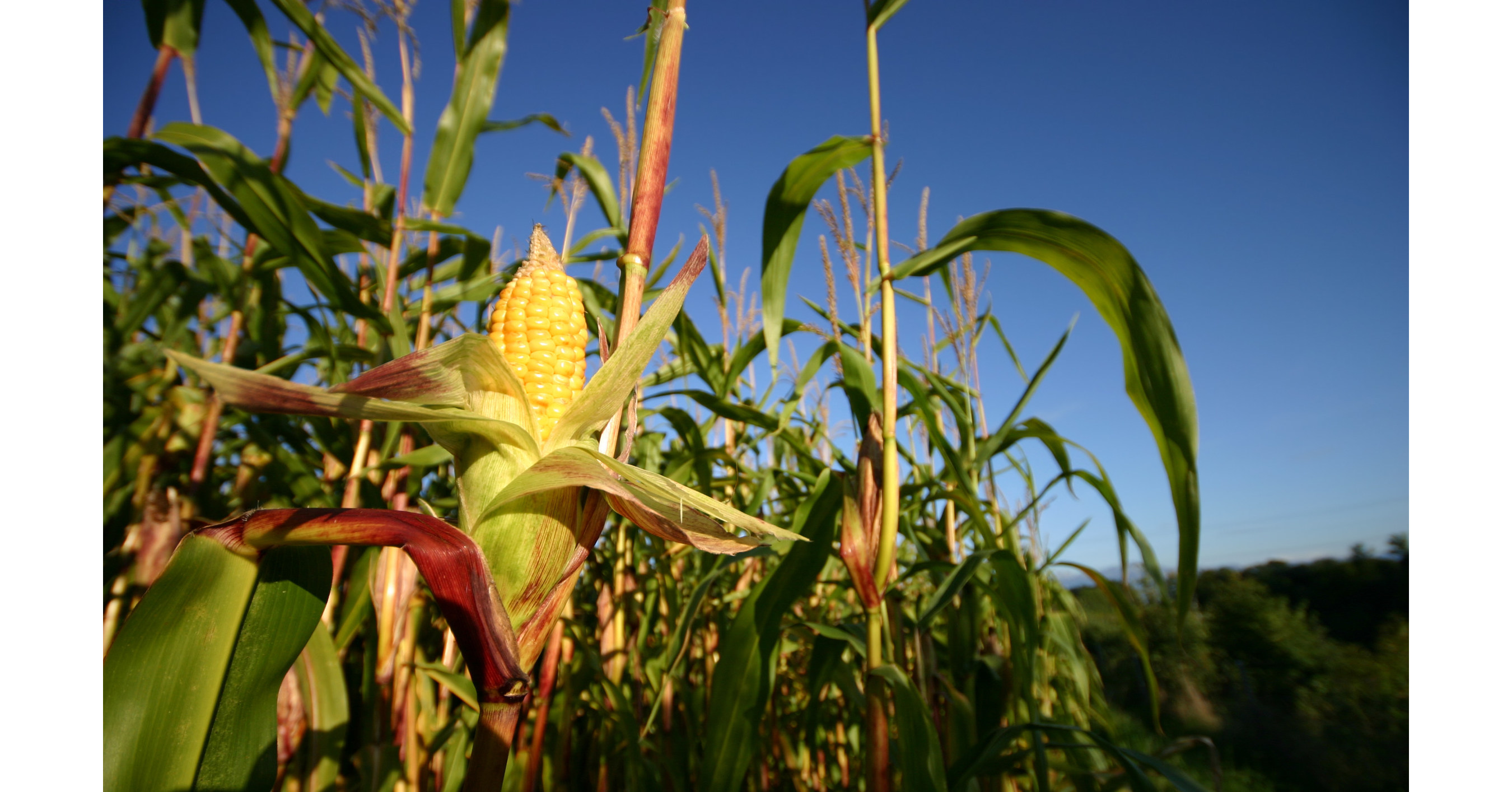 Cargill to advance regenerative agriculture practices across 10 million ...