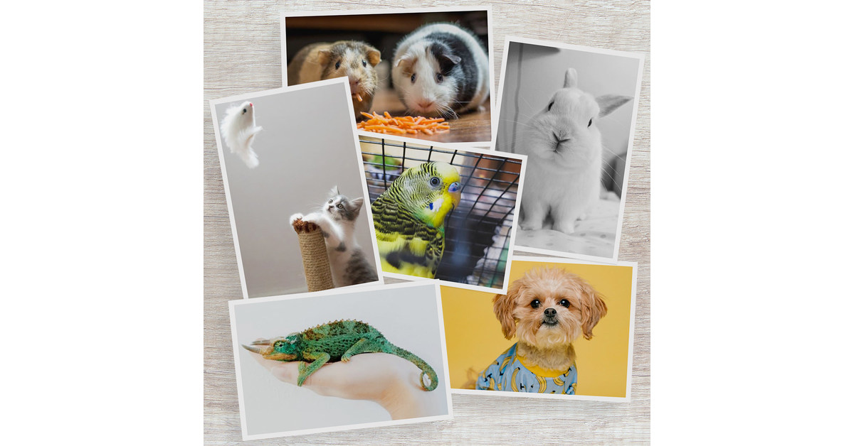 The Gallery Collection Announces 2020 Pet Photo Contest