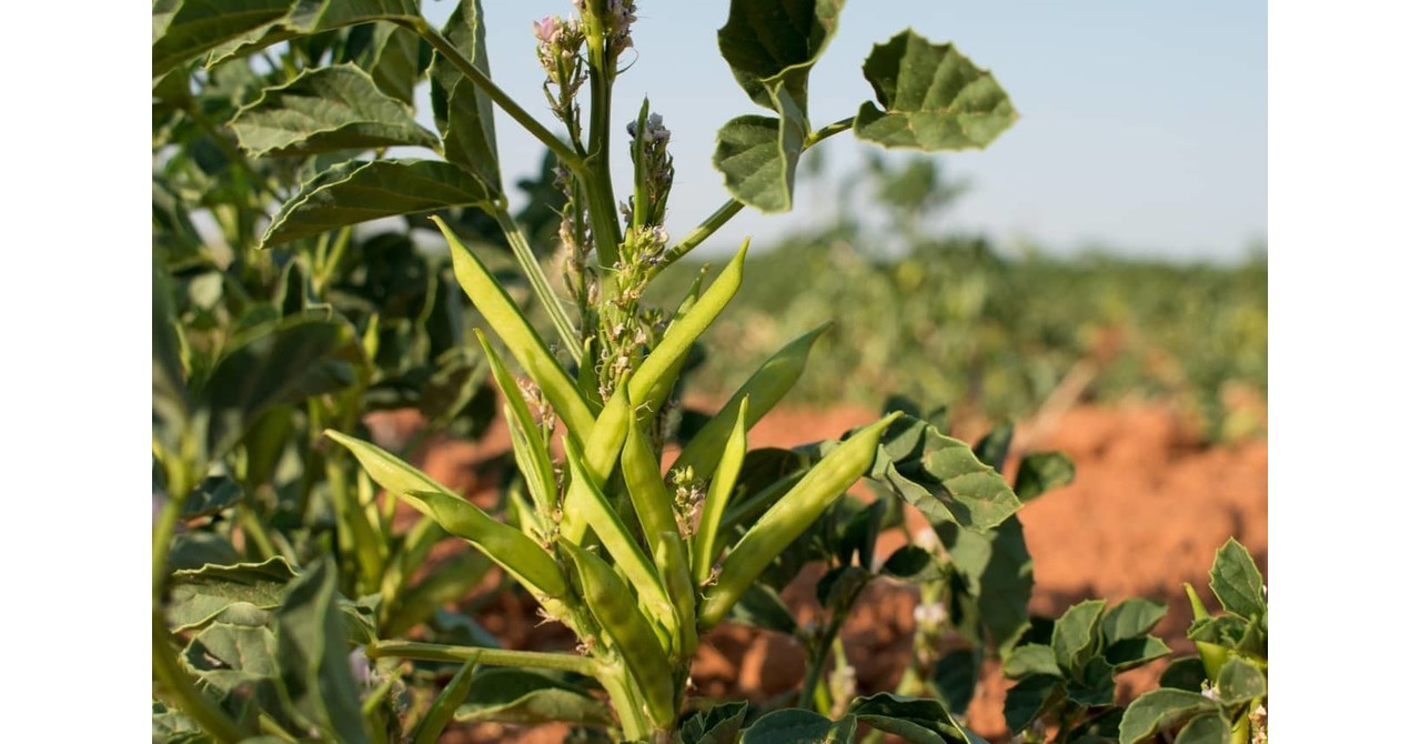 Introducing the Only True USDA Organic Certified Guar Powder