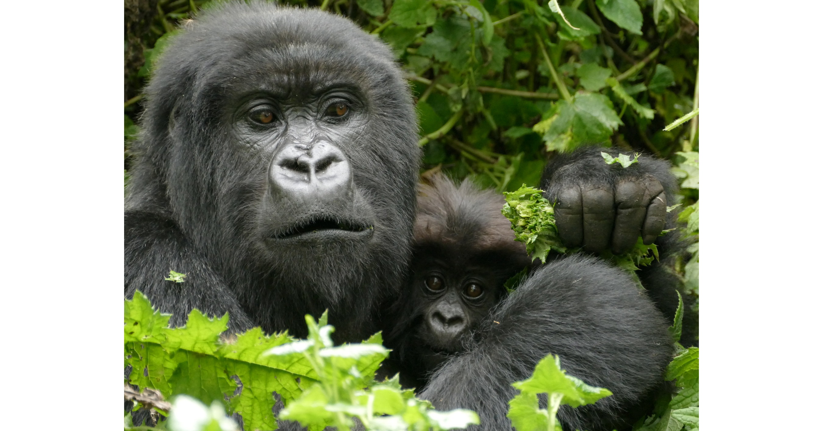 On World Gorilla Day, Save Gorillas. Save the Planet.