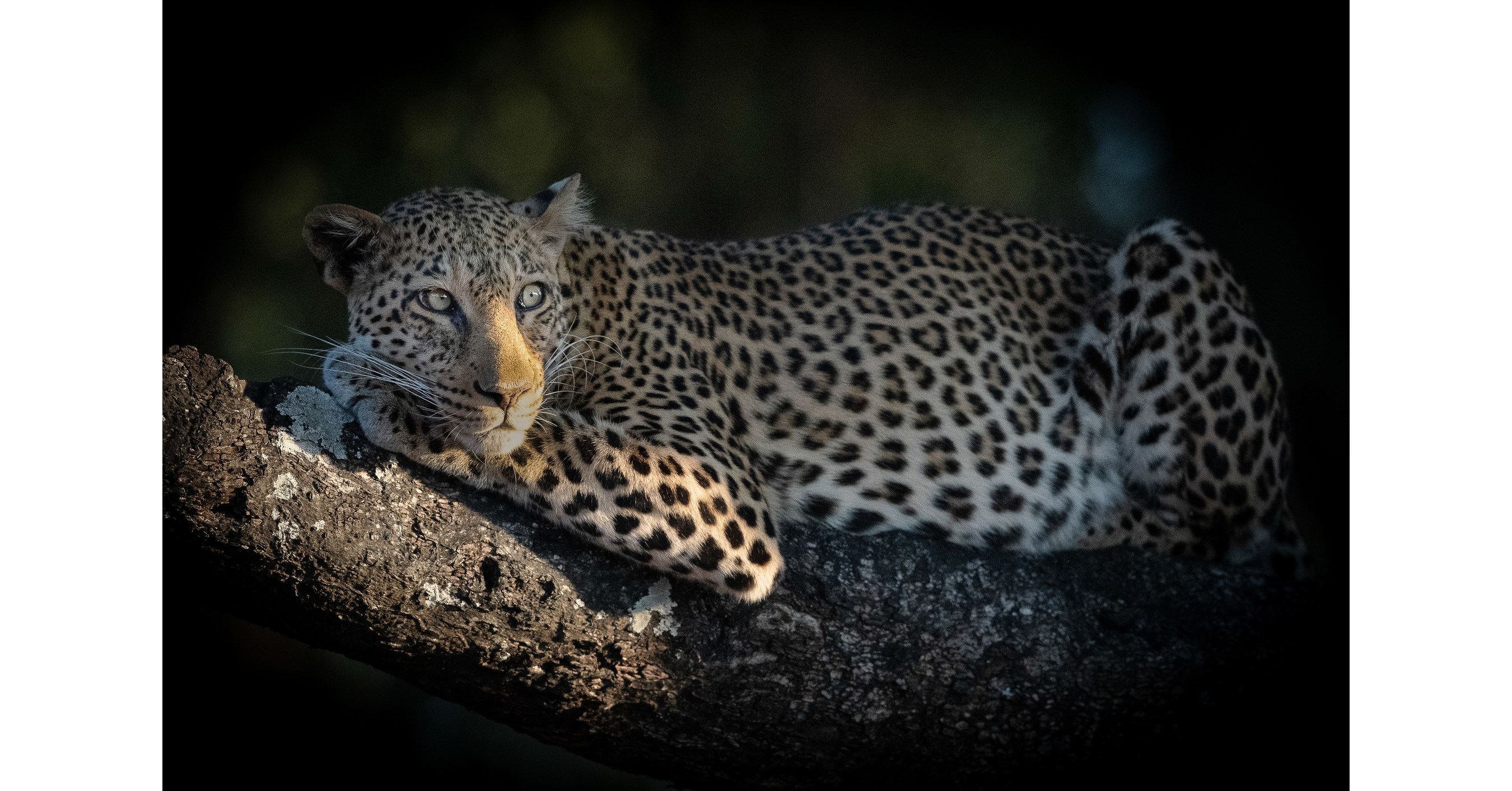 In New Book "Awakening Awe - An Illustrated Journey to Reverence" Dr ...