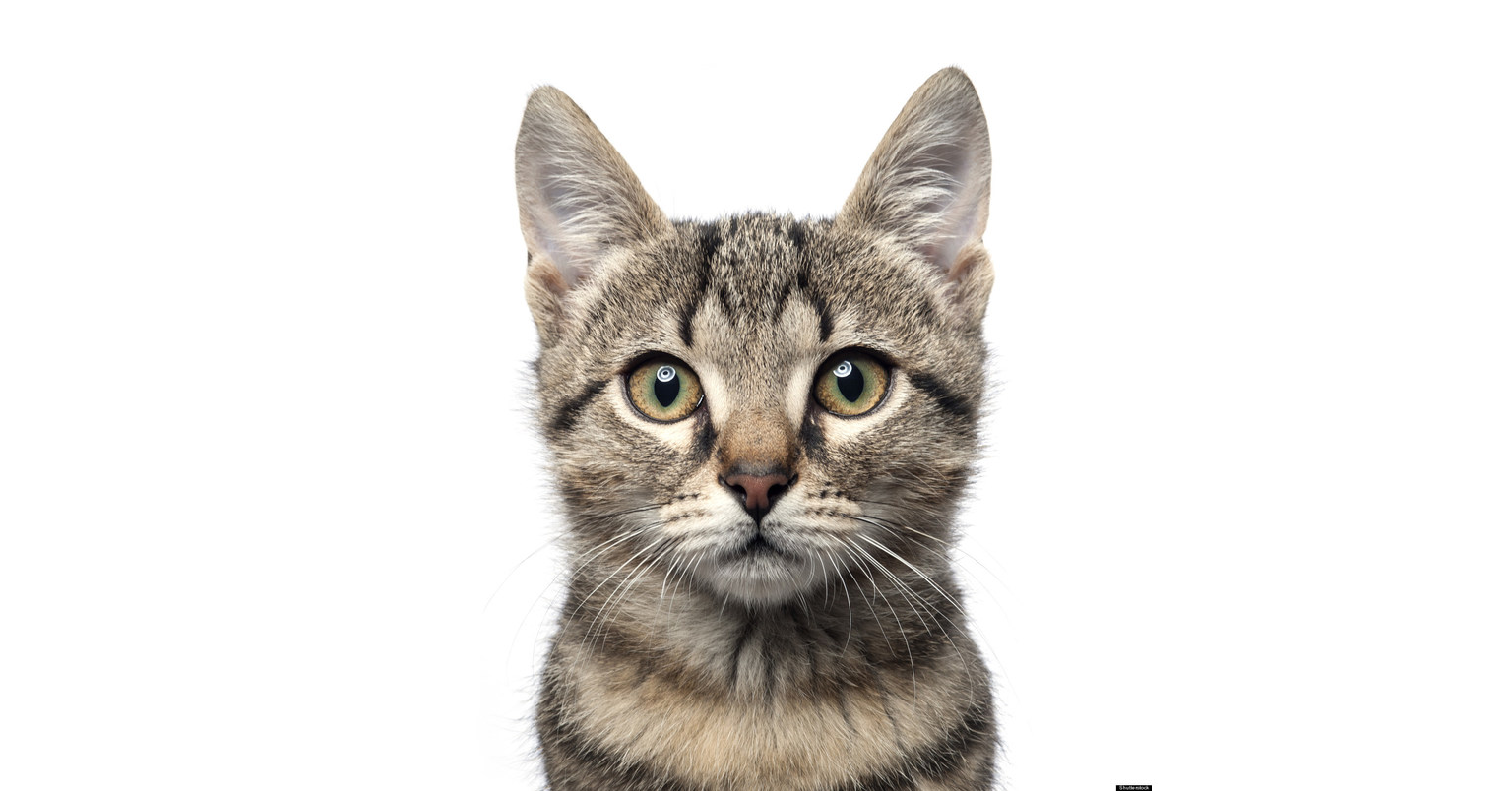 The PepsiCo Foundation and Doritos® SOLID BLACK® Invest in 16 Nonprofit ...