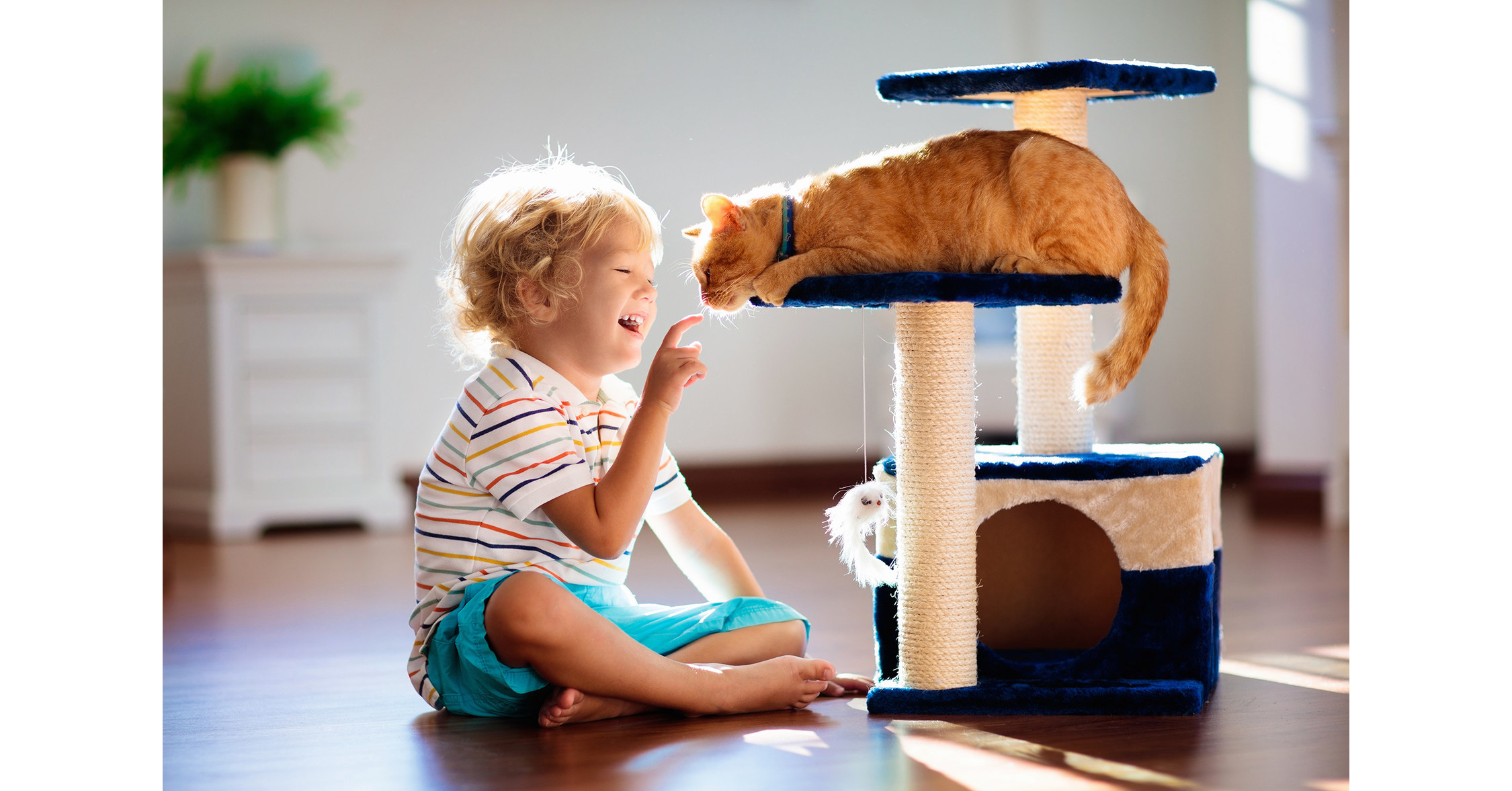 4 Ways to Help Your New Cat Adapt to Your Home