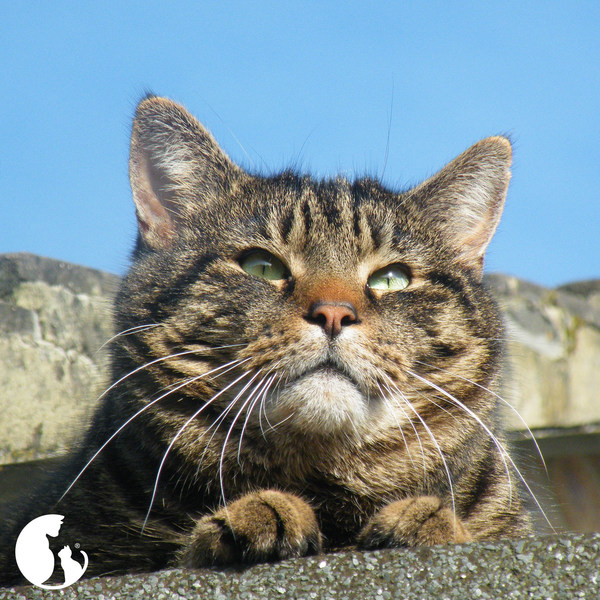 Alley Cat Allies Global Cat Day® is October 16, 2020