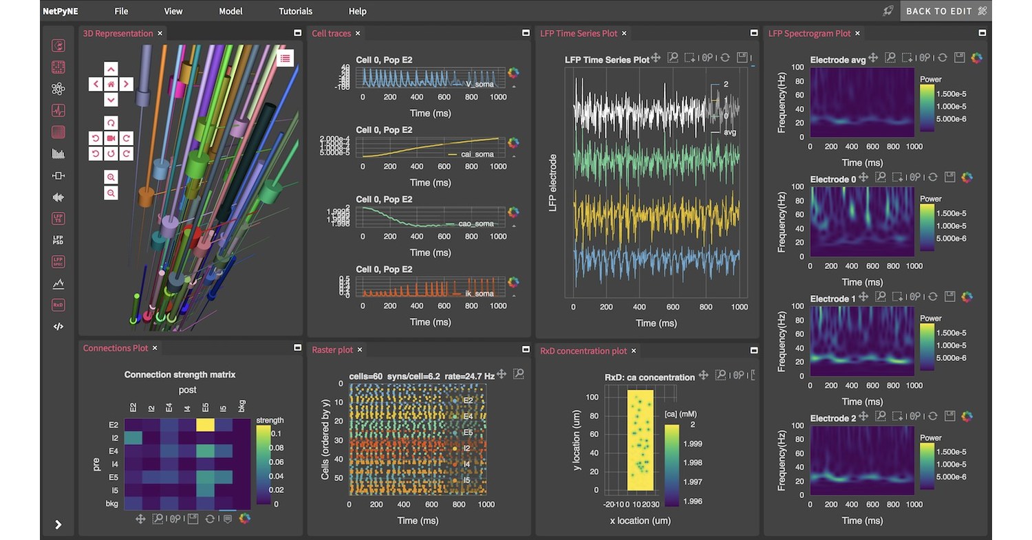 SUNY Downstate and MetaCell launch a graphical tool to model, simulate ...