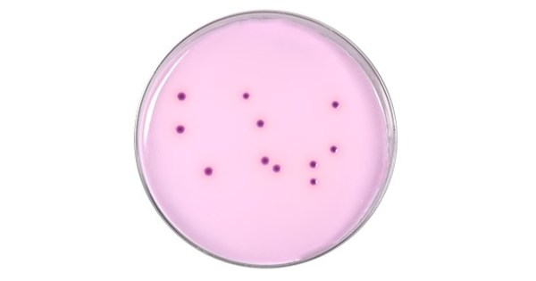 Introducing HardyCHROM Burkholderia Cepacia Complex for USP