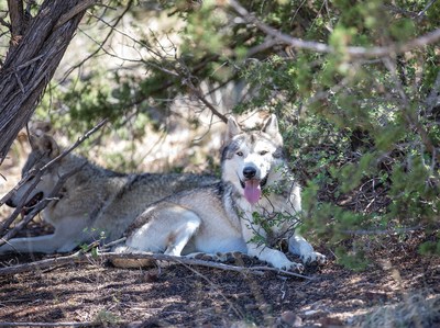 Record Number of Wolves Rescued by Colorado's Wild Animal Sanctuary