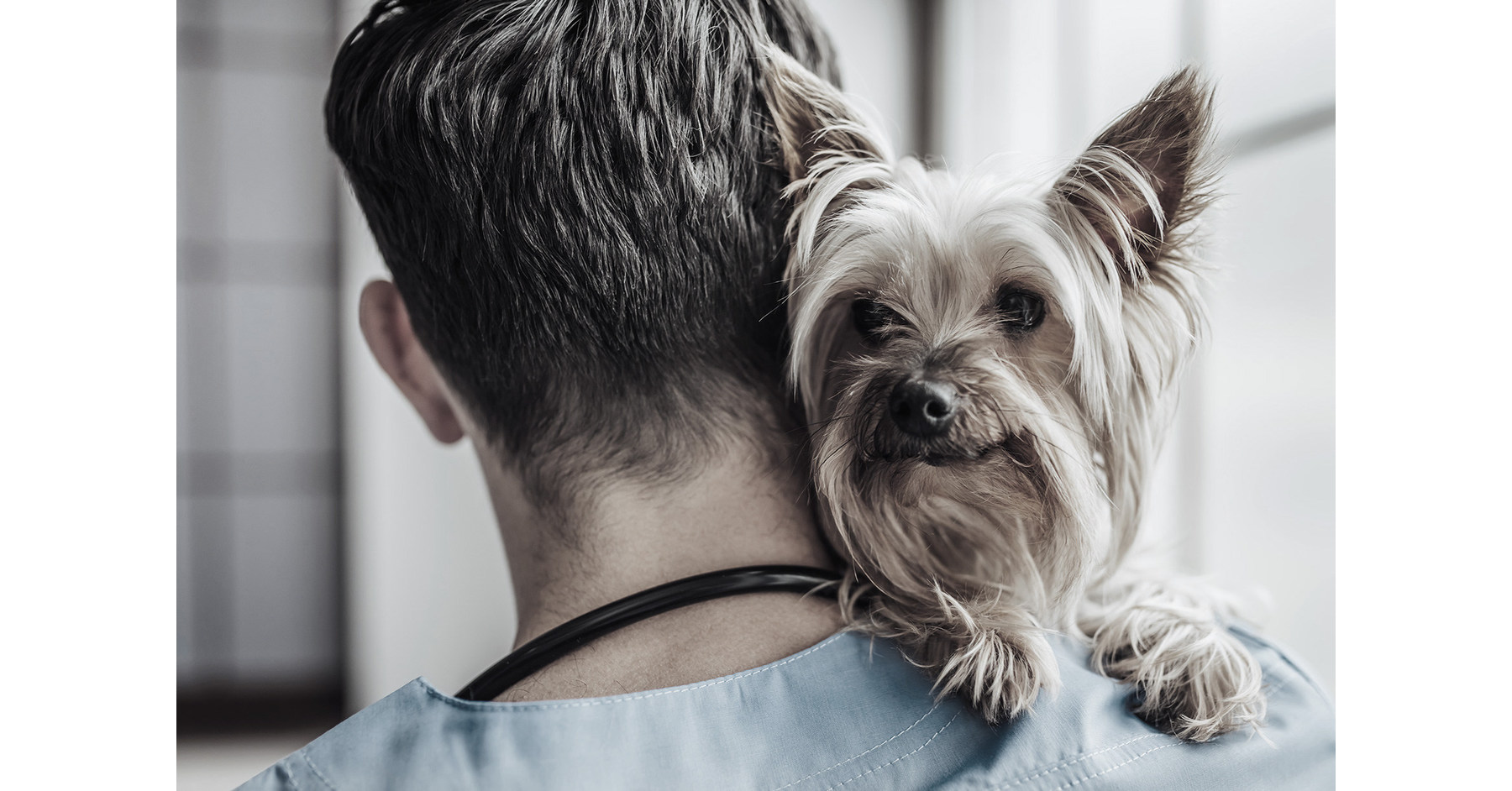 QBiotics' STELFONTA® Receives FDA Approval for Canine Mast cell Tumours