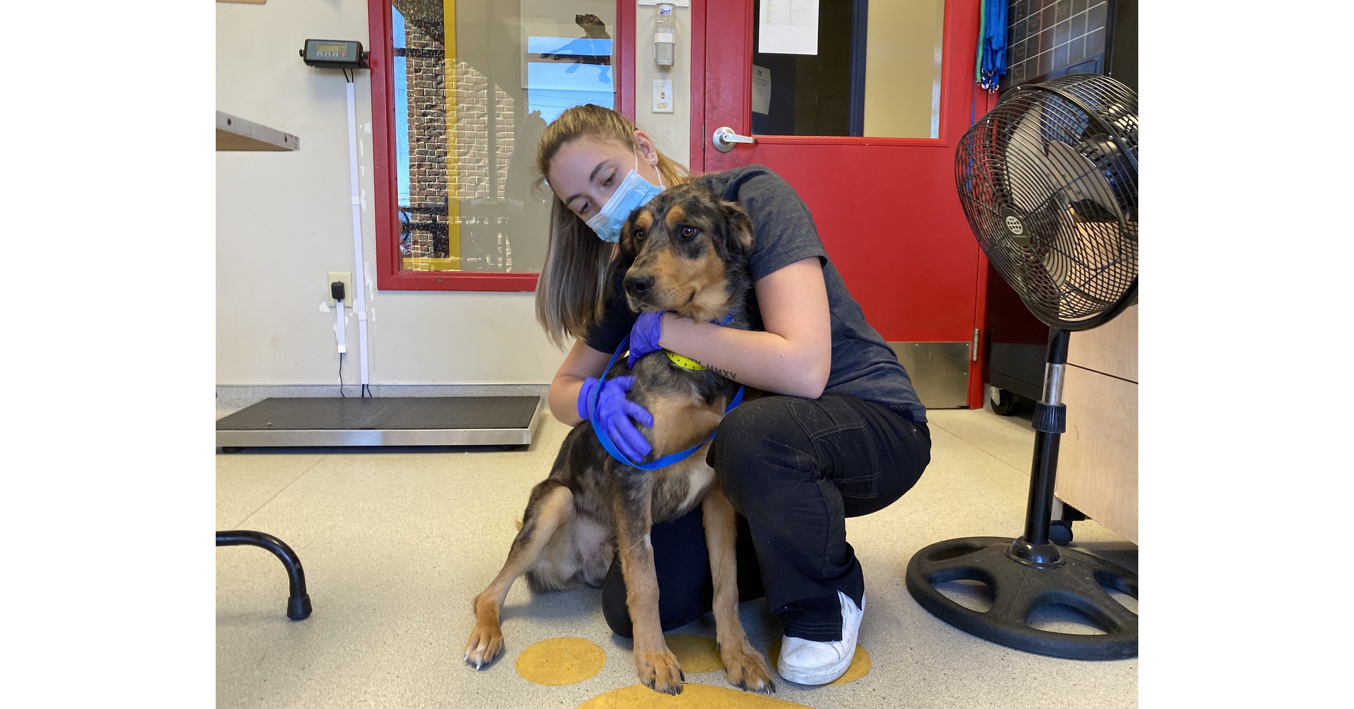 PEDIGREE Foundation Announces $1 Million In Grants To Help End Pet ...