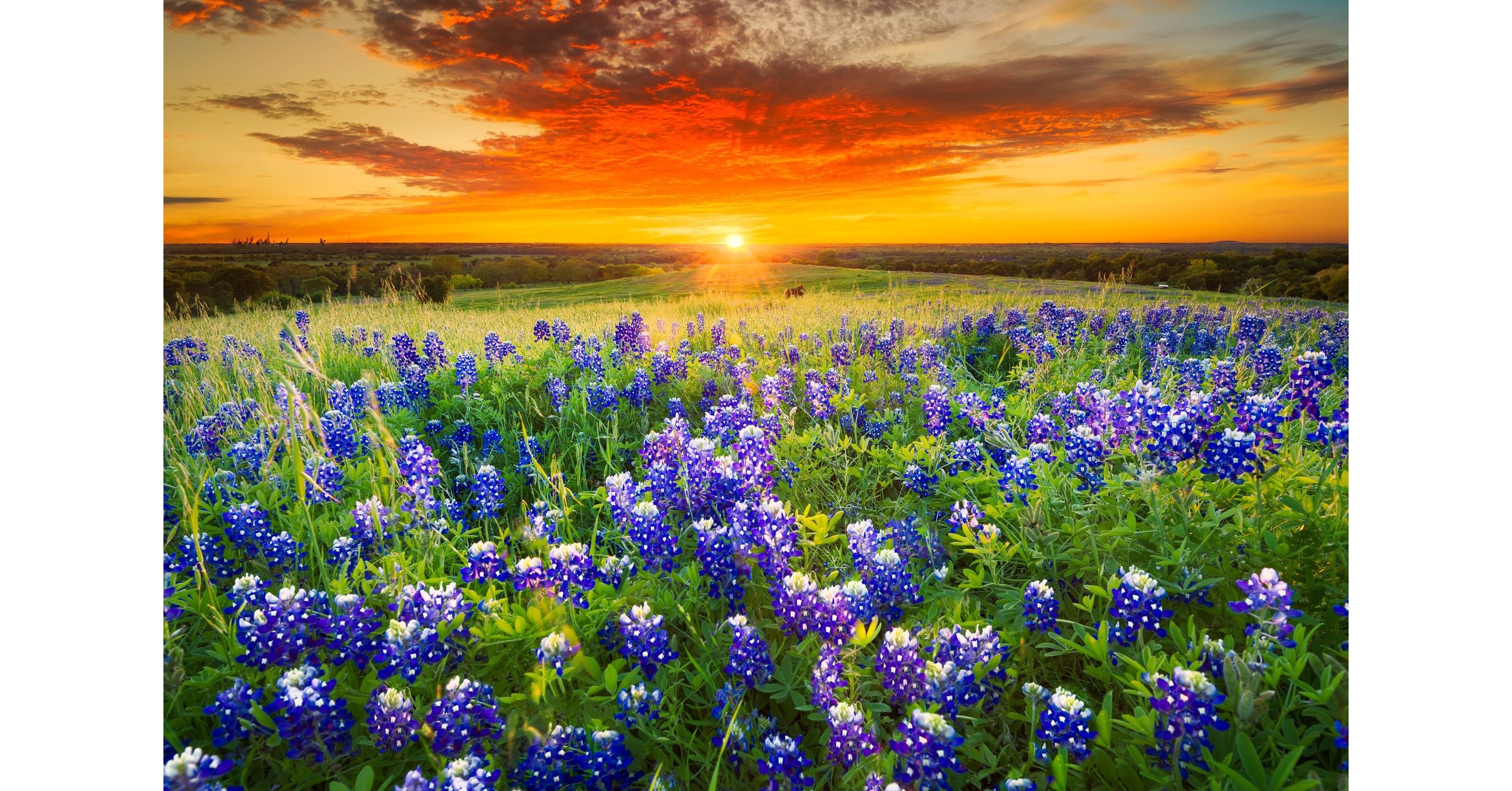 Jacobs Achieves Net Zero Carbon Emissions and 100% Renewable Energy