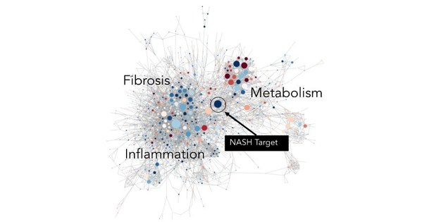 HemoShear Therapeutics Identifies Novel Drug Target to Treat NASH in ...