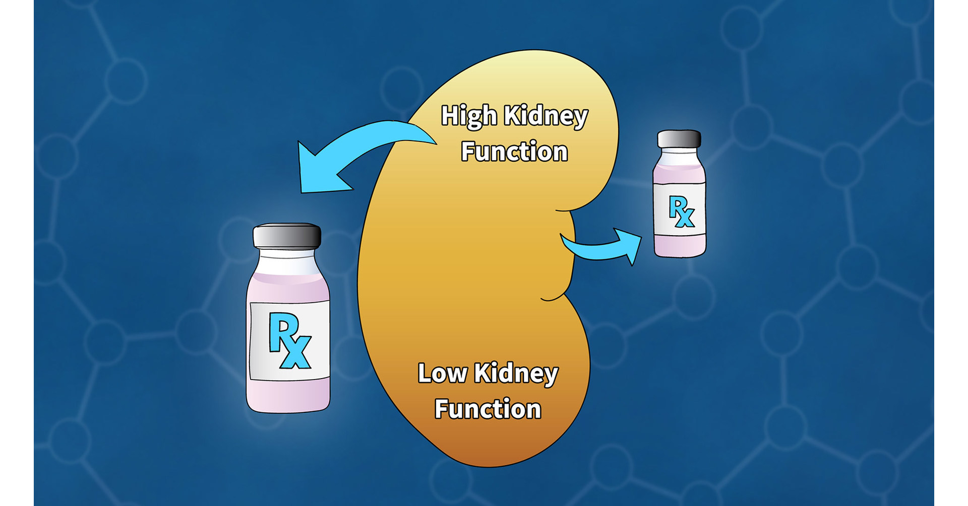 Calibrating kidney function for cancer patients