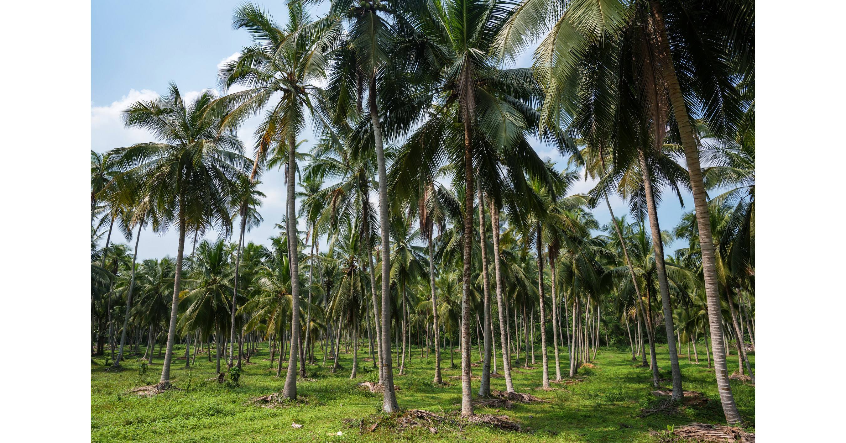 The Coconut Coalition of the Americas Welcomes Three New Members