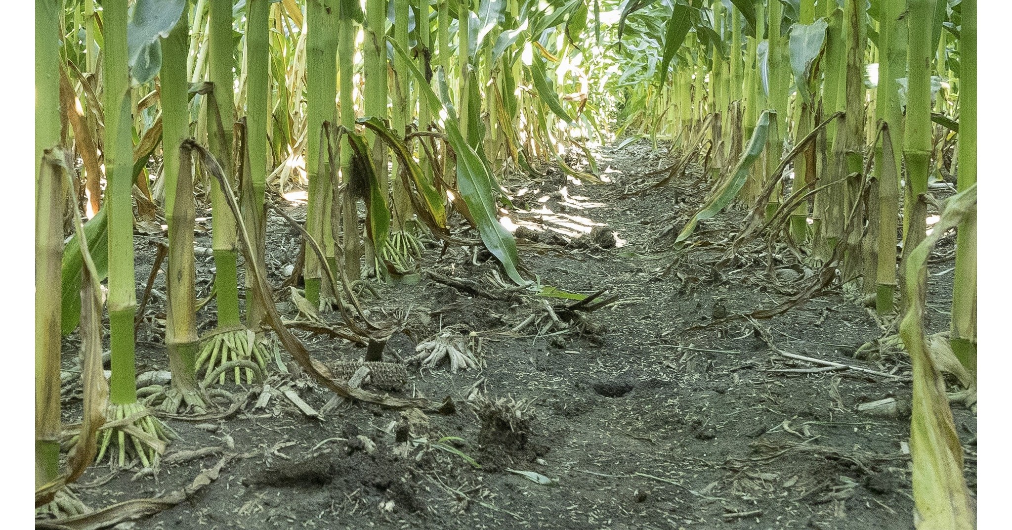 Innovative insect control traits deliver strong performance against key ...