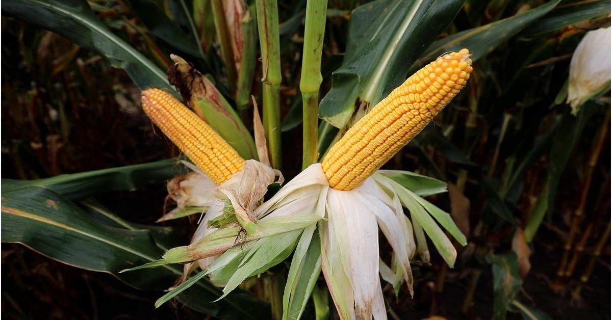 Innovative insect control traits deliver strong performance against key ...