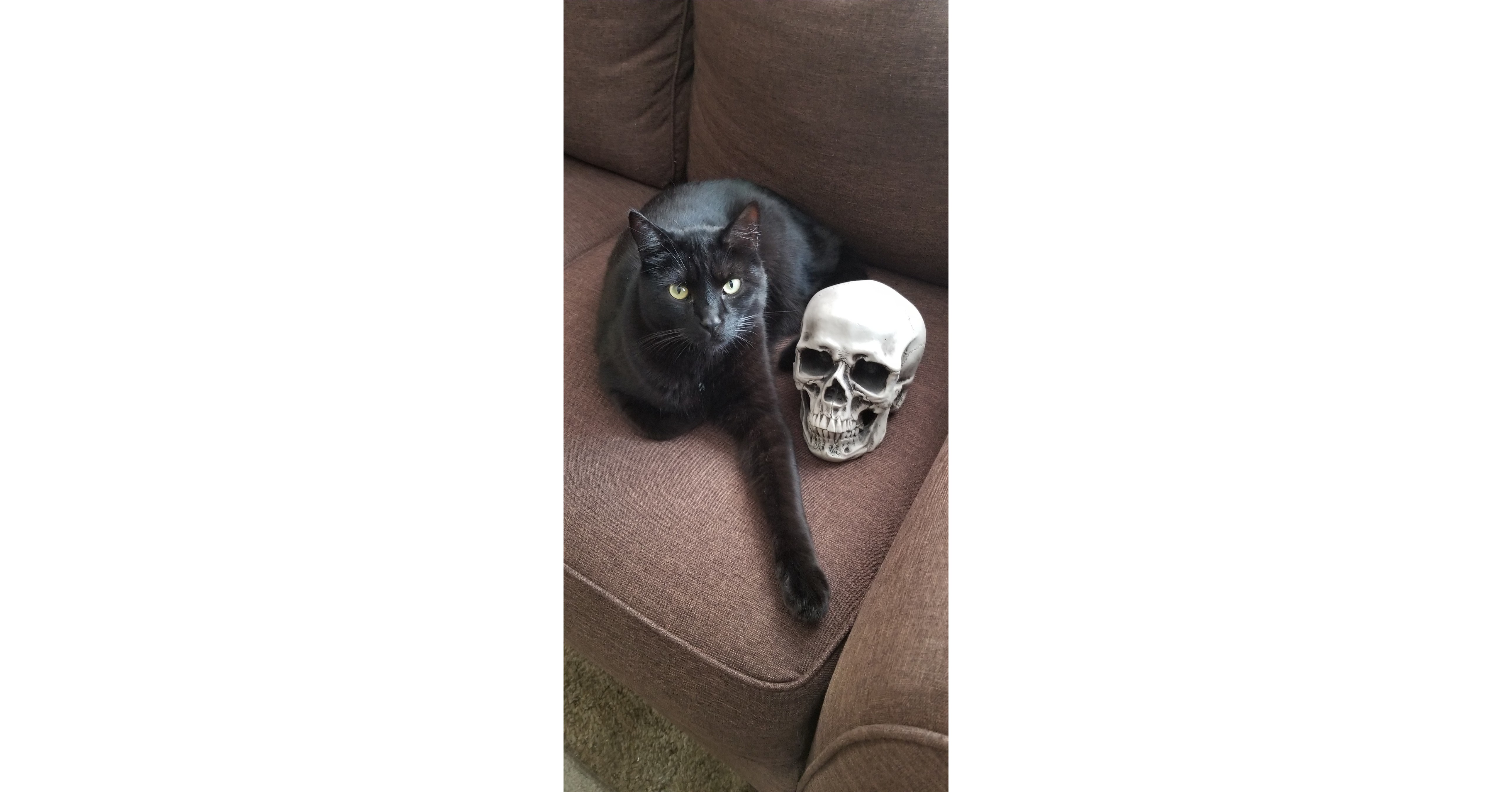 Nationwide® Reveals the Wackiest Pet Names of 2020