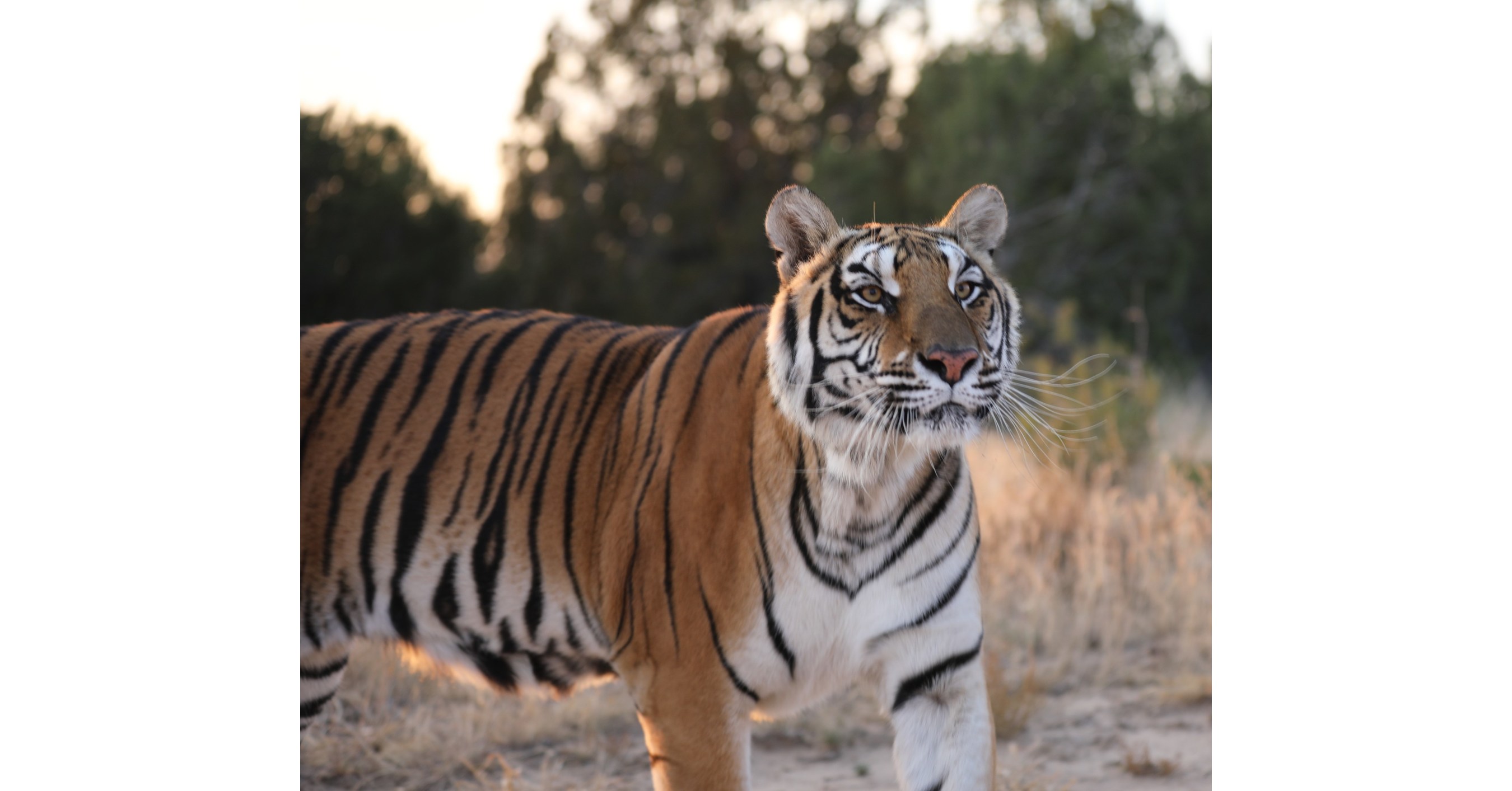 2020 a Great Year for Dozens of Rescued Tigers, Lions and Wolves ...