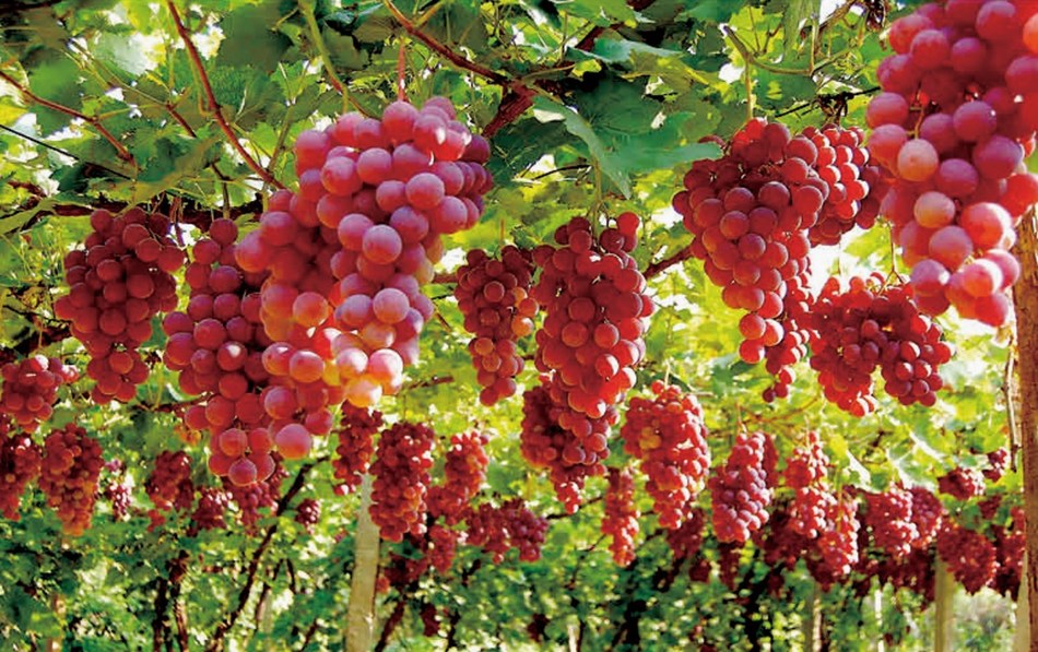 Wuhai grapes gain favor at the China International Agricultural ...