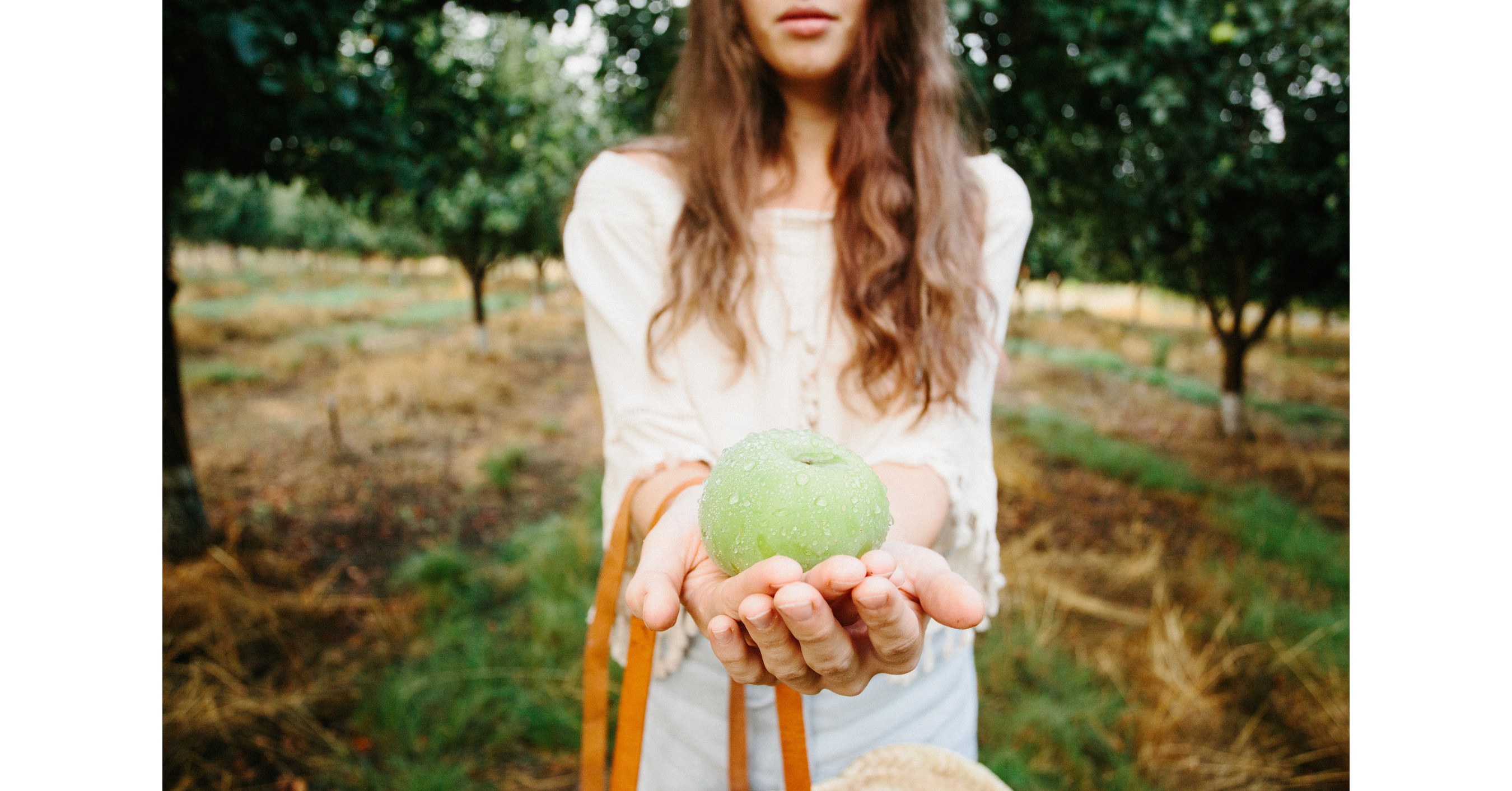 America's Most Historic Apple Tree from Legend Johnny Appleseed Now ...