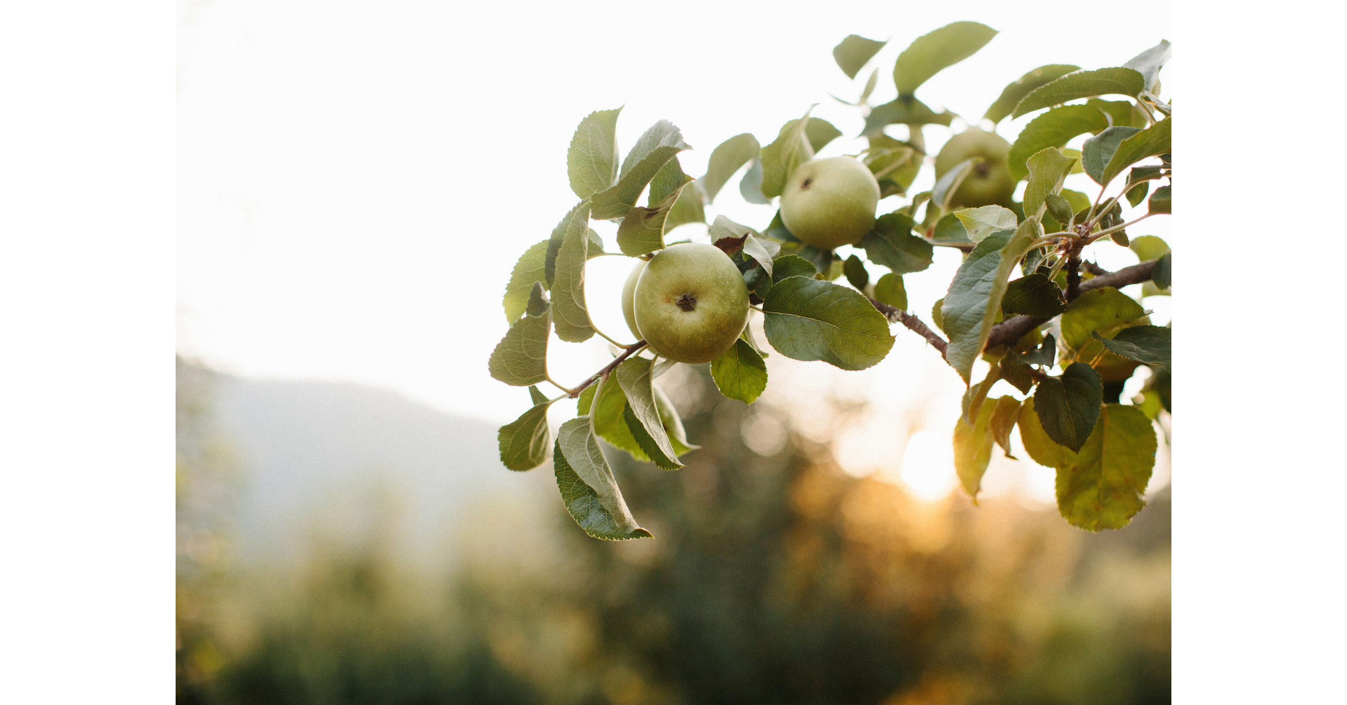 America's Most Historic Apple Tree from Legend Johnny Appleseed Now ...