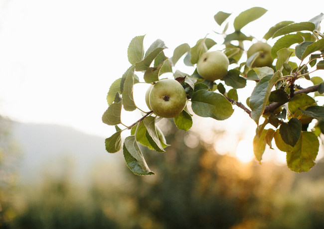 America's Most Historic Apple Tree from Legend Johnny Appleseed Now ...