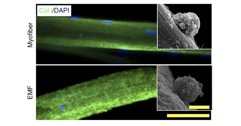 Turn Biotechnologies Expands the Potential of its mRNA Platform by ...