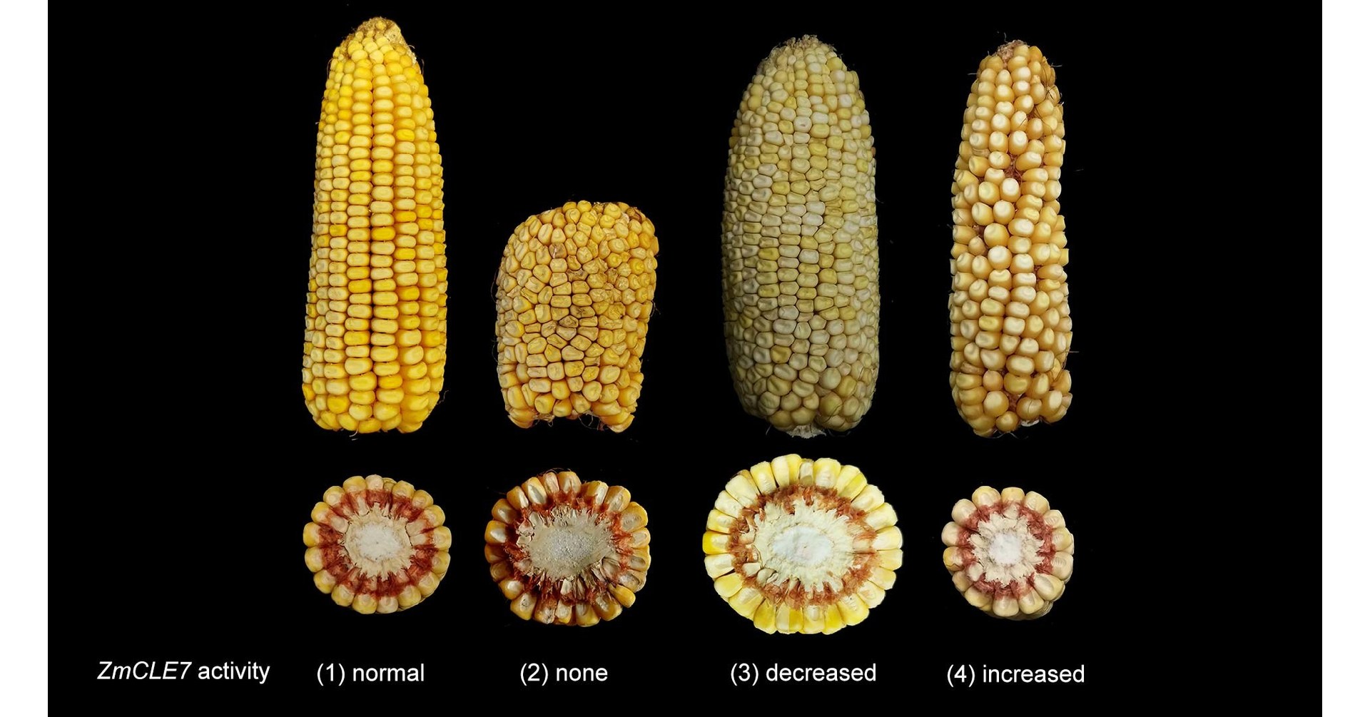 Tweaking Corn Kernels with CRISPR
