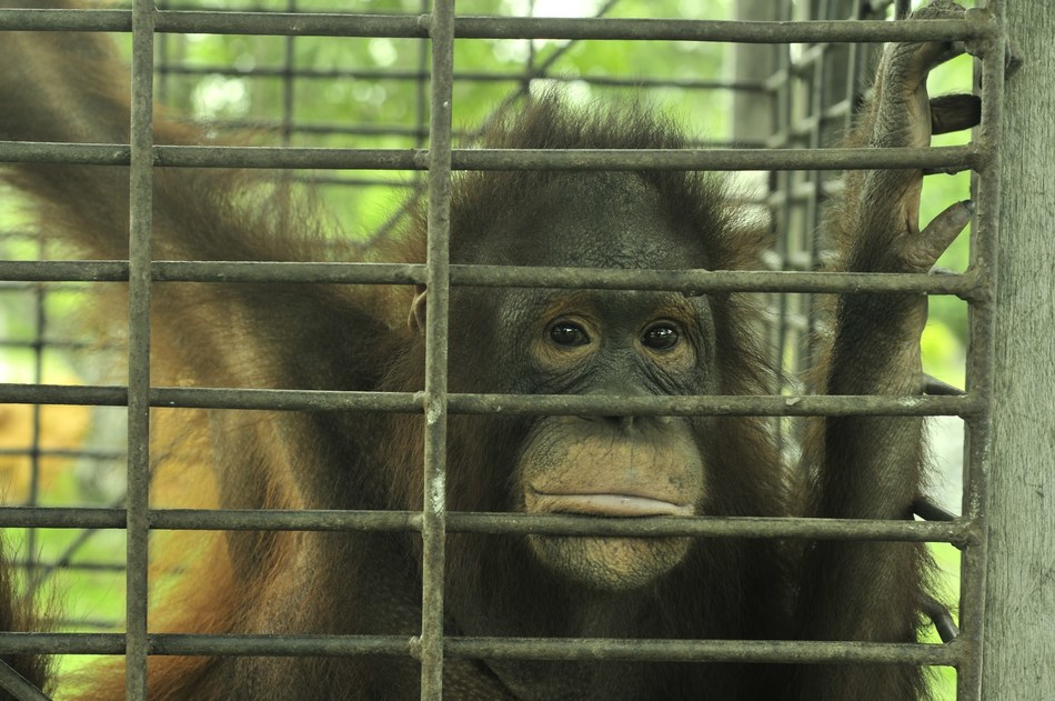 The Orangutan Project calls for urgent assistance to protect Critically ...