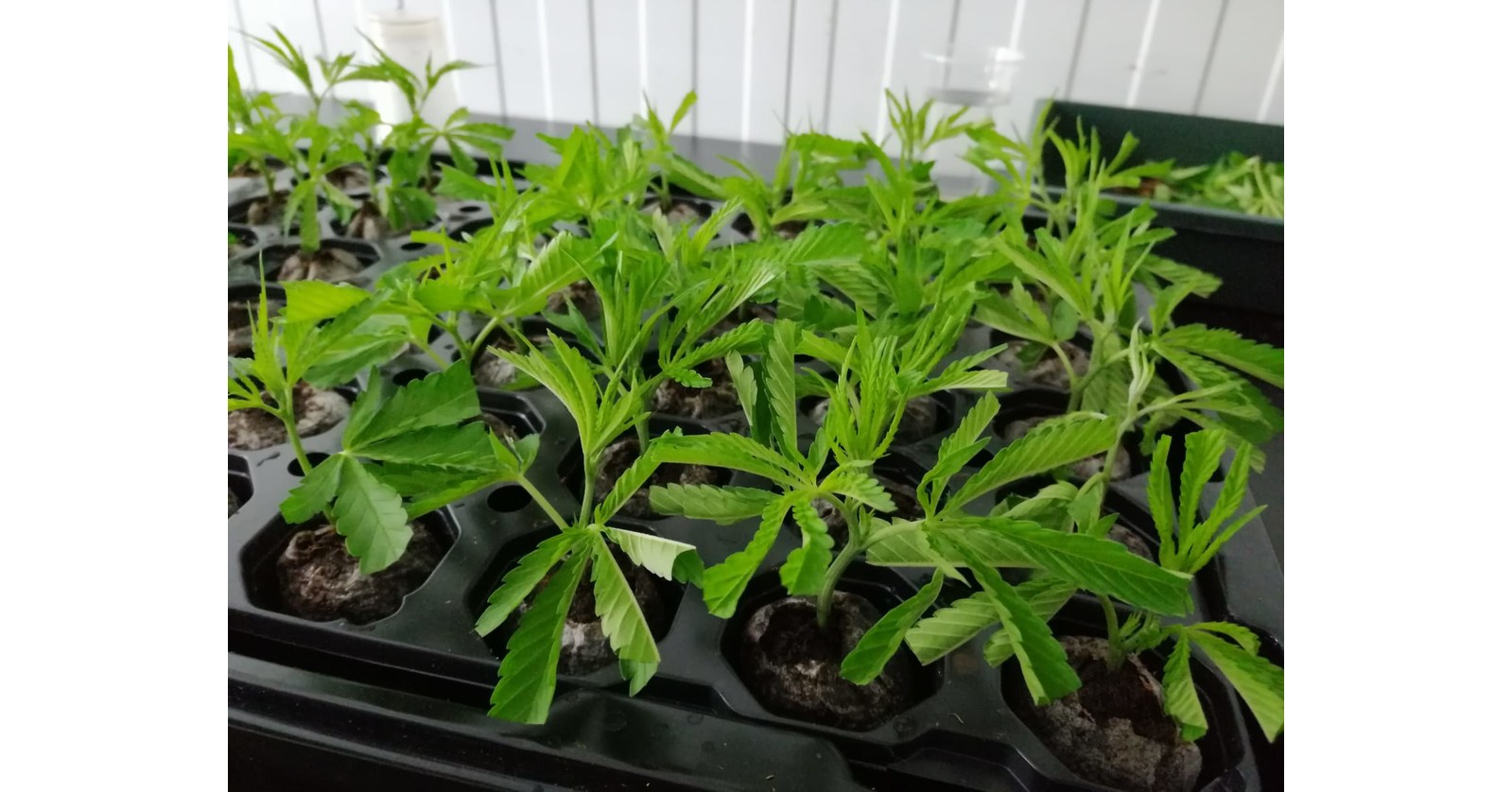 Khiron Becomes First Colombian Medical Cannabis Company to Export Live ...