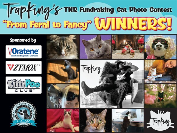 TrapKing's 'From Feral to Fancy' CFA Cat Photo Contest Reaches its ...
