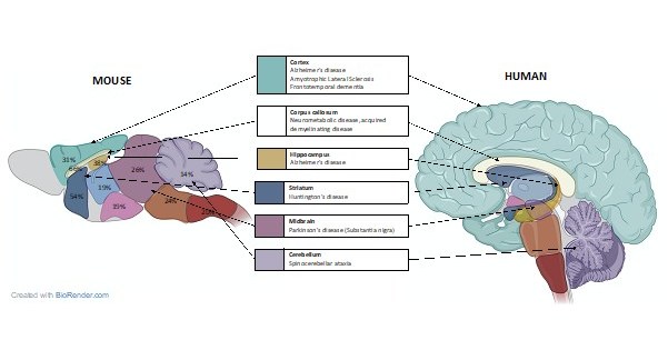 PYC Therapeutics Announces Preclinical Data Demonstrating Superior PPMO ...