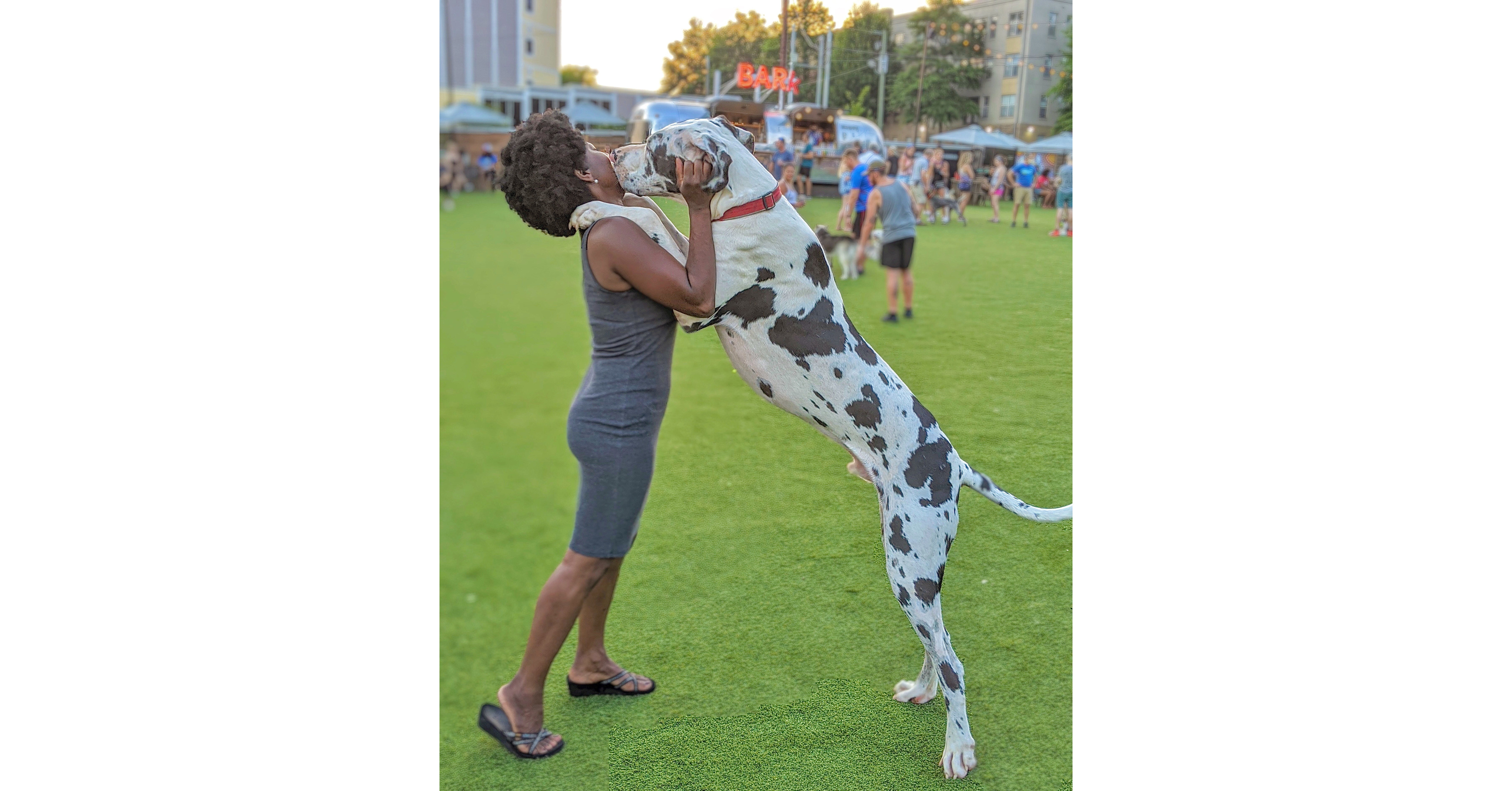 Trailblazing Off-Leash Dog Park And Bar Concept - Fetch Park - Is ...