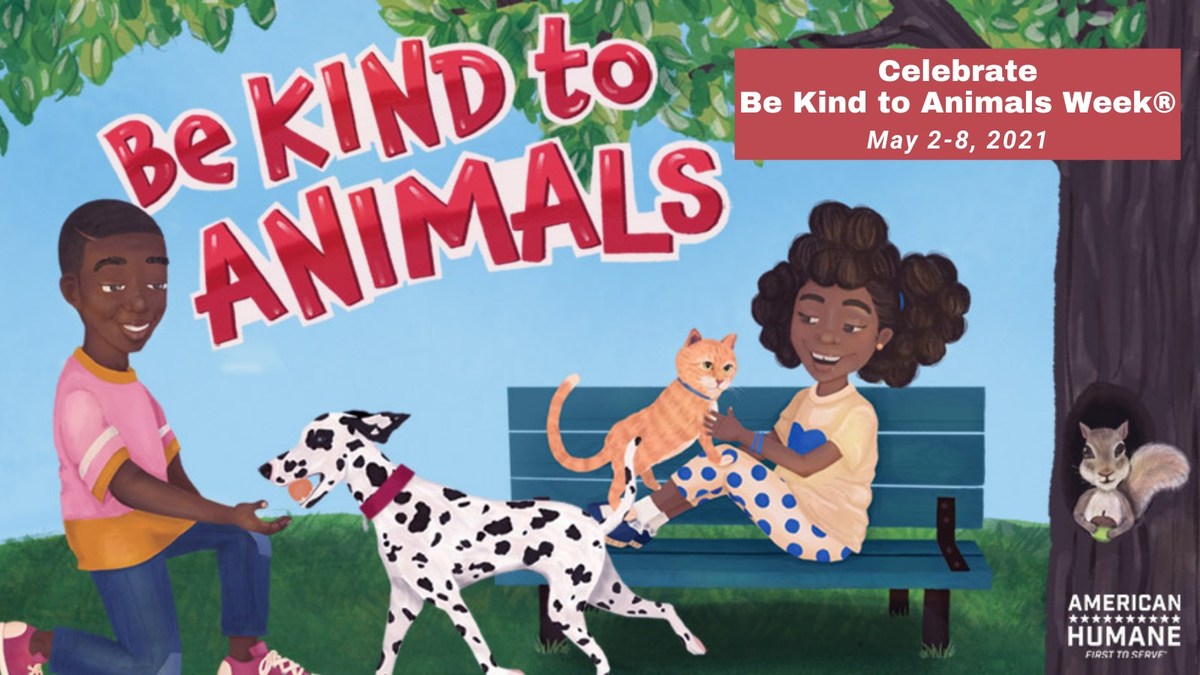 Kindness To Animals 664 Kindness To Animals Stock Videos, Footage,
