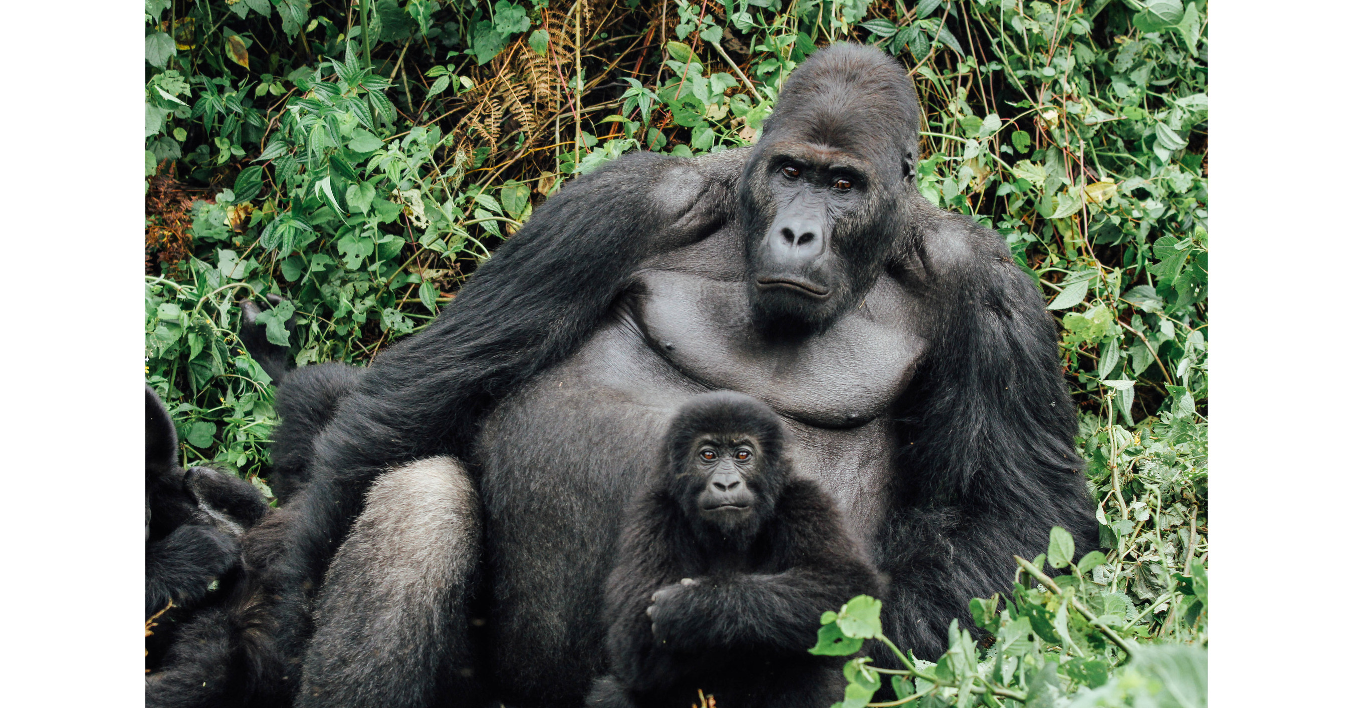 In Time for Earth Day, Congolese Government Strengthens Protections for ...
