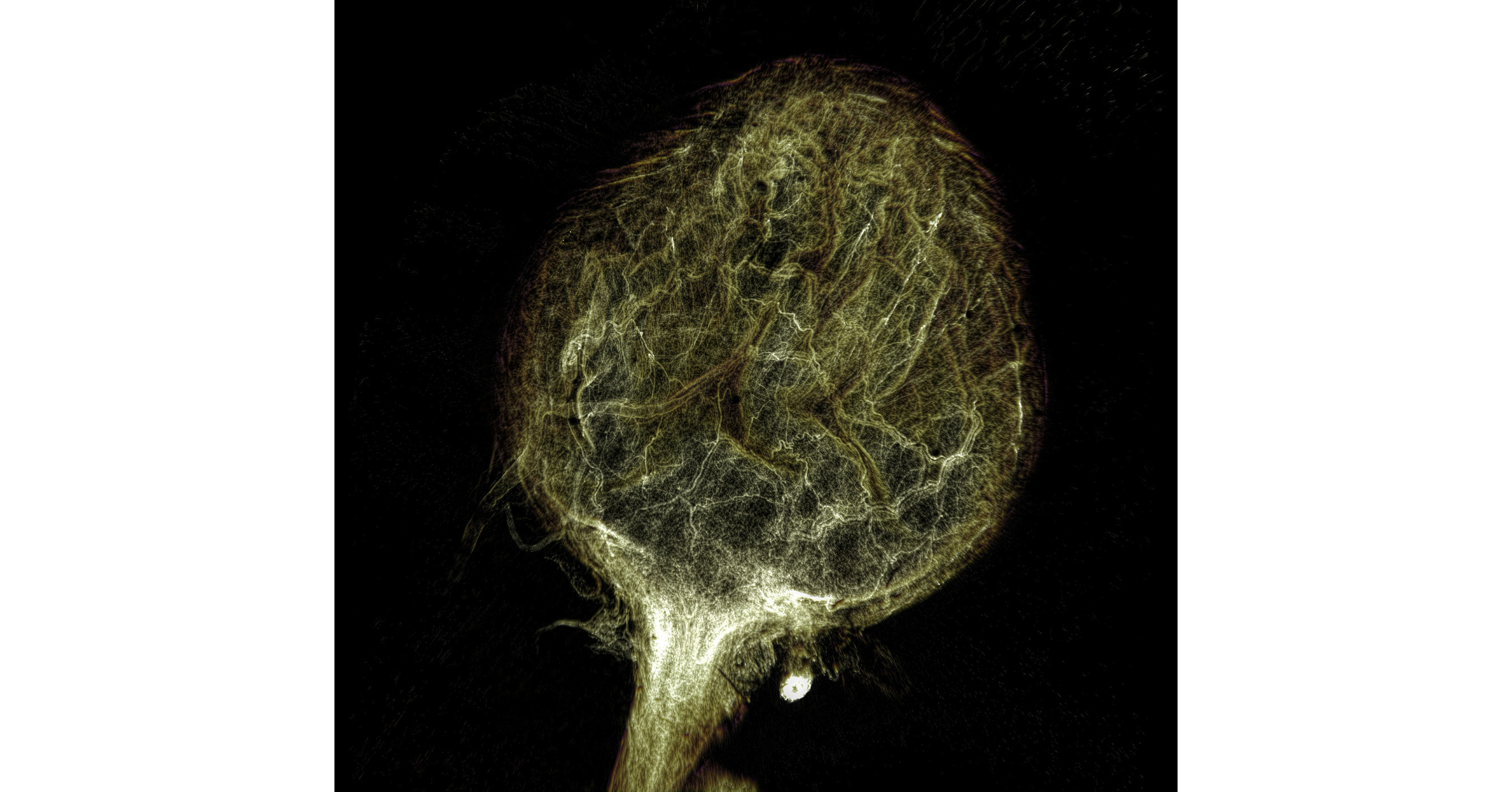 Nikon introduces the AX and AX R confocal microscope systems, with 8K ...