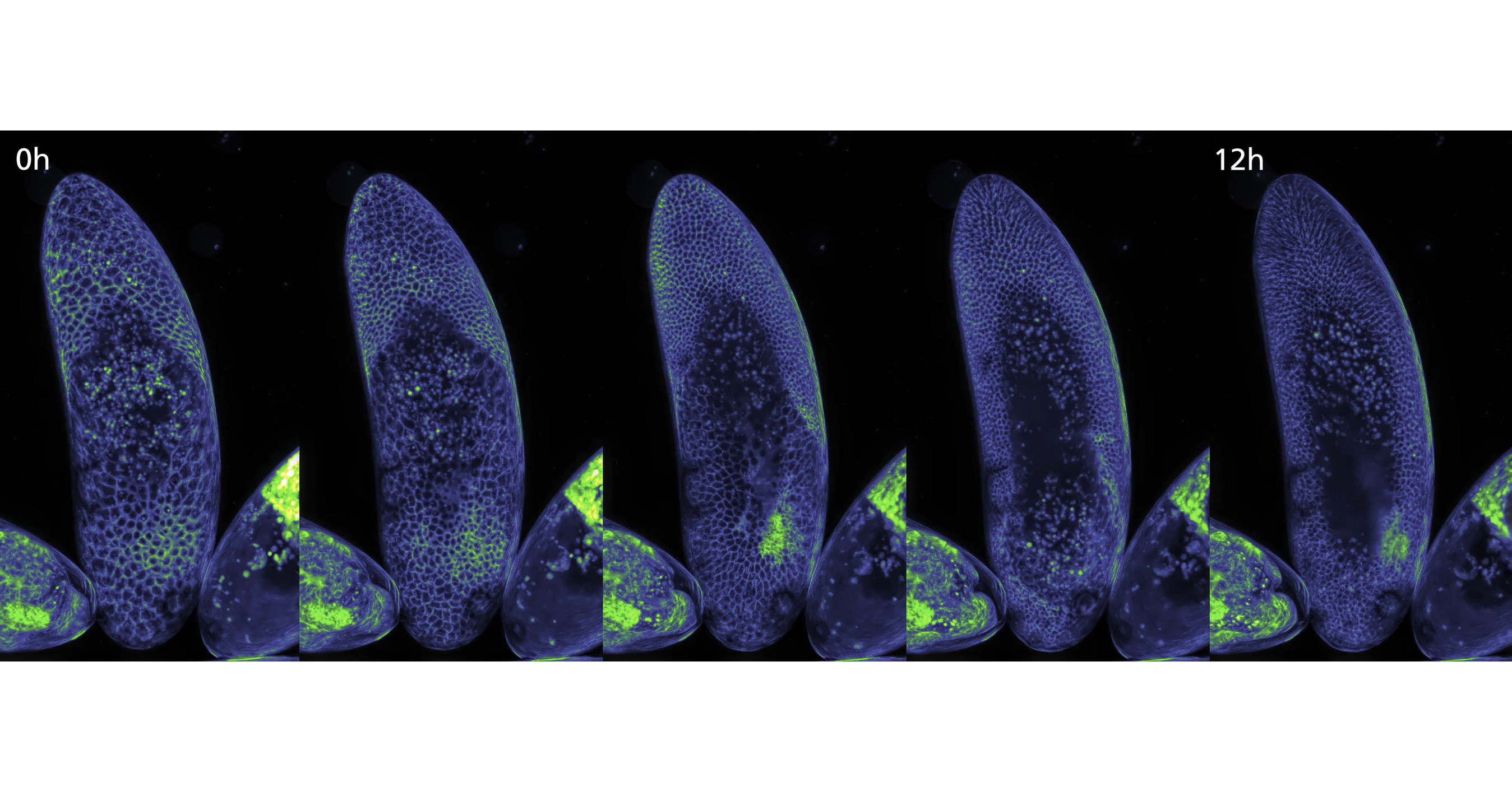 Nikon introduces the AX and AX R confocal microscope systems, with 8K ...