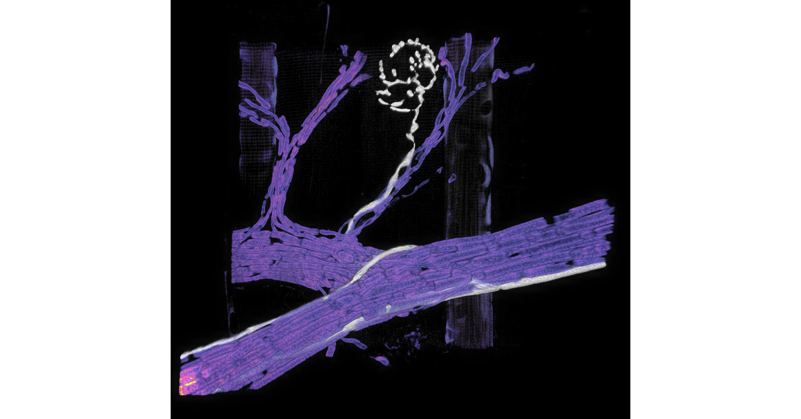 Nikon introduces the AX and AX R confocal microscope systems, with 8K ...