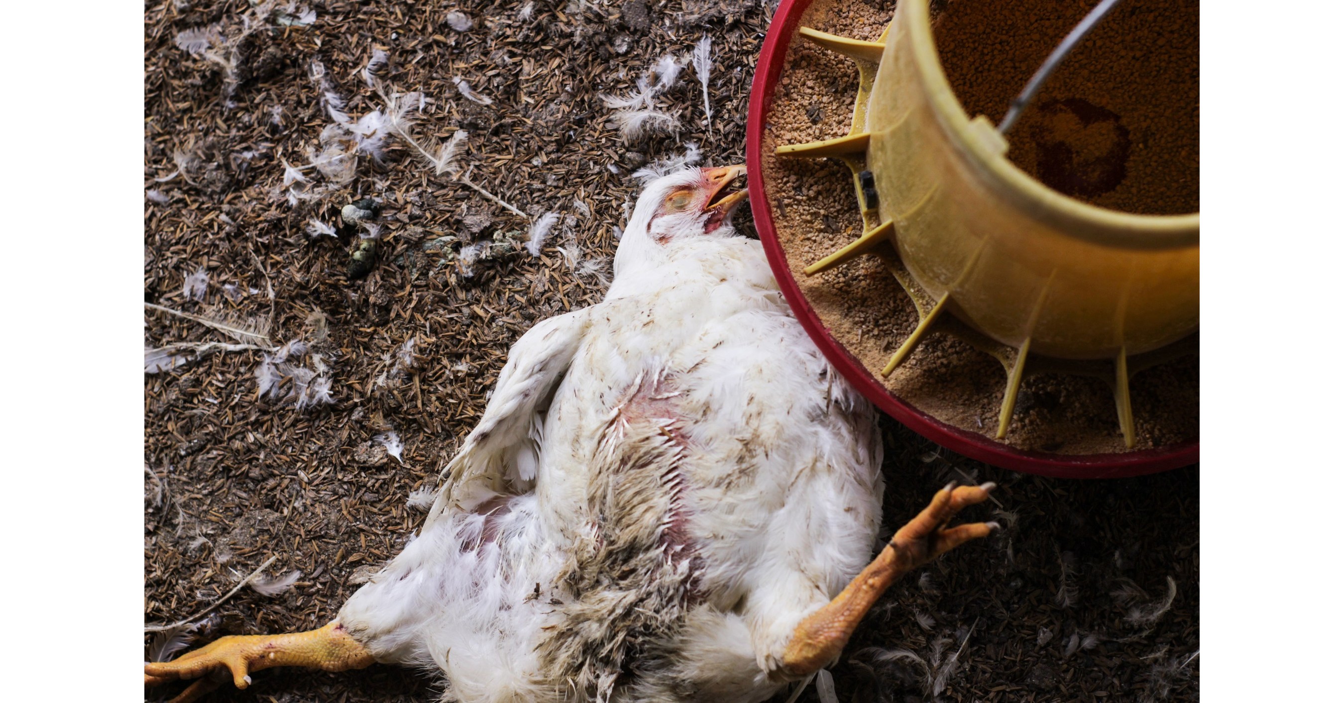 New Report Reveals Widespread Animal Cruelty Supported by Major US ...