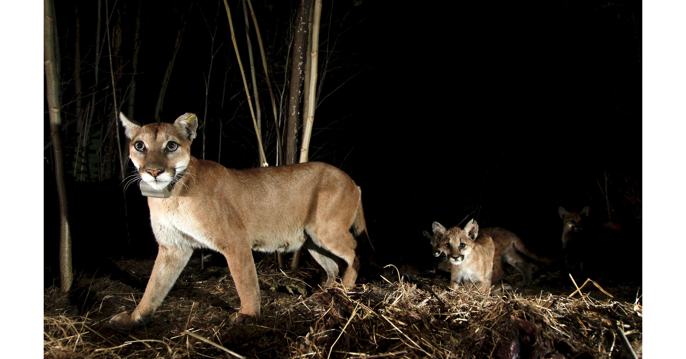 National Wildlife Federation Receives Record $25 Million Annenberg ...