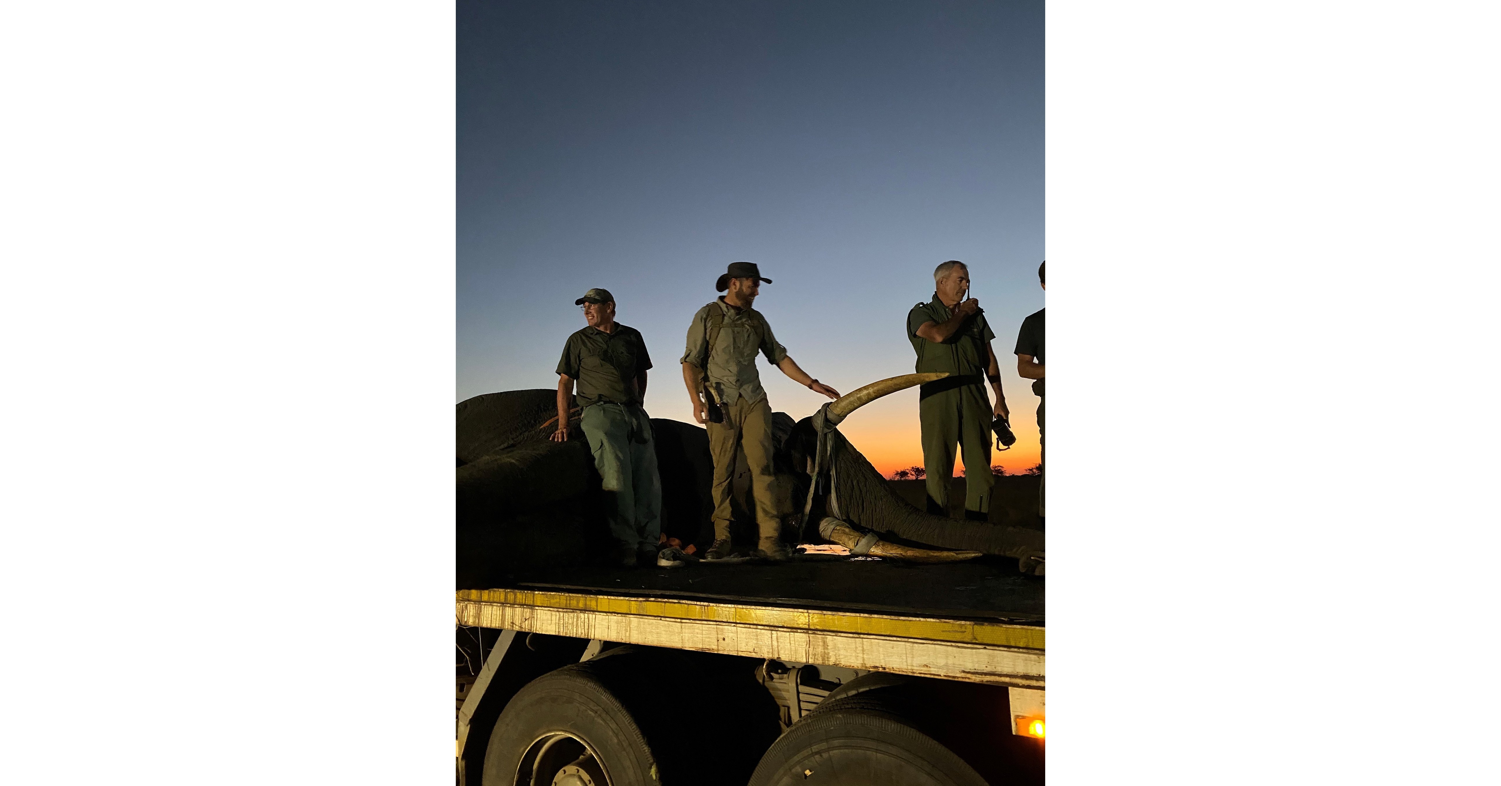 A Groundbreaking Wildlife Conservation Feat: The First - Ever Wild ...