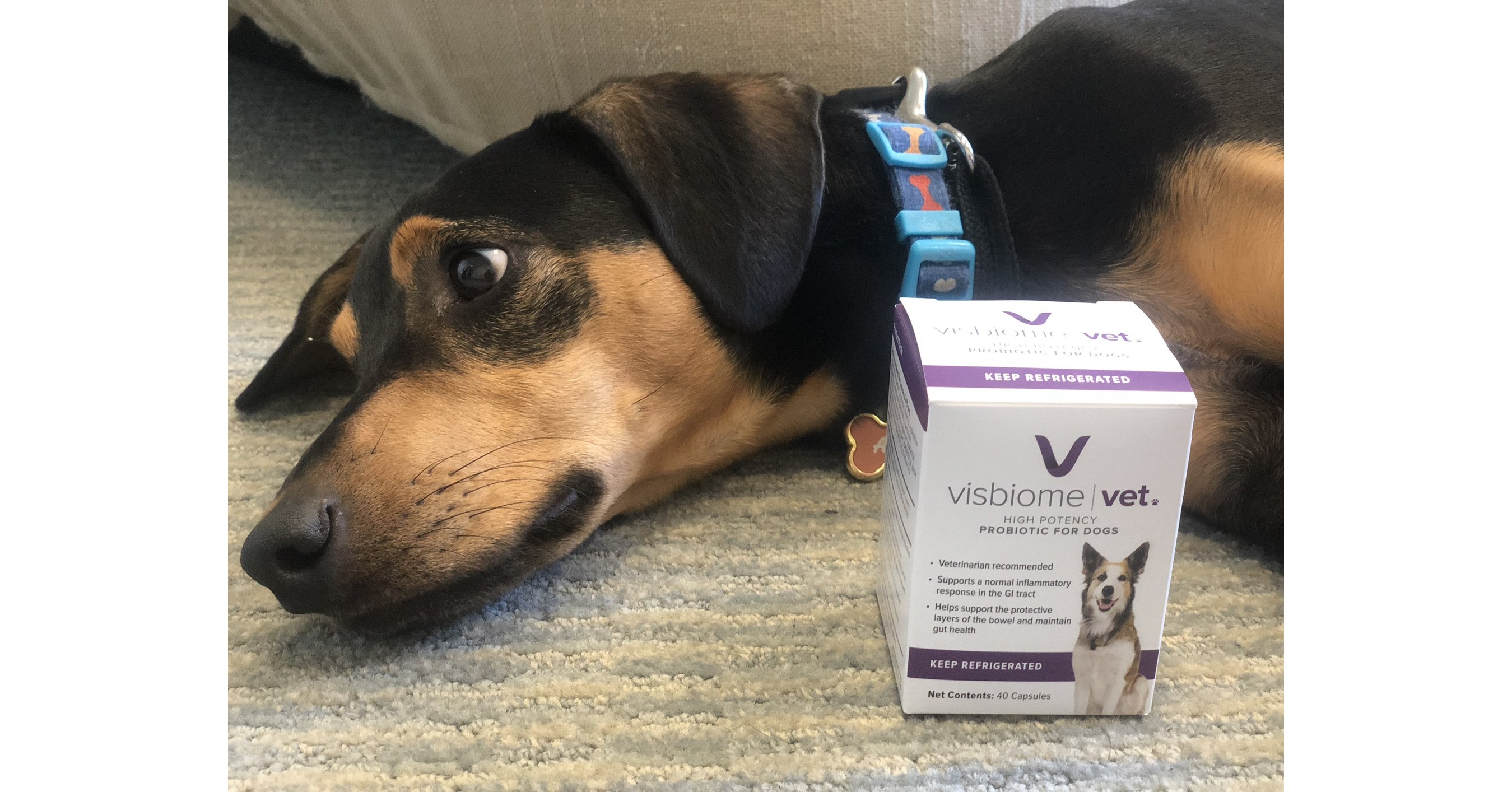 New Study Suggests Visbiome Vet May Support Gastrointestinal Health in ...