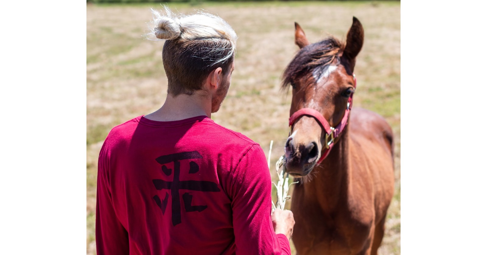 Wavelengths Recovery Set to Launch Equine Therapy Program This Summer