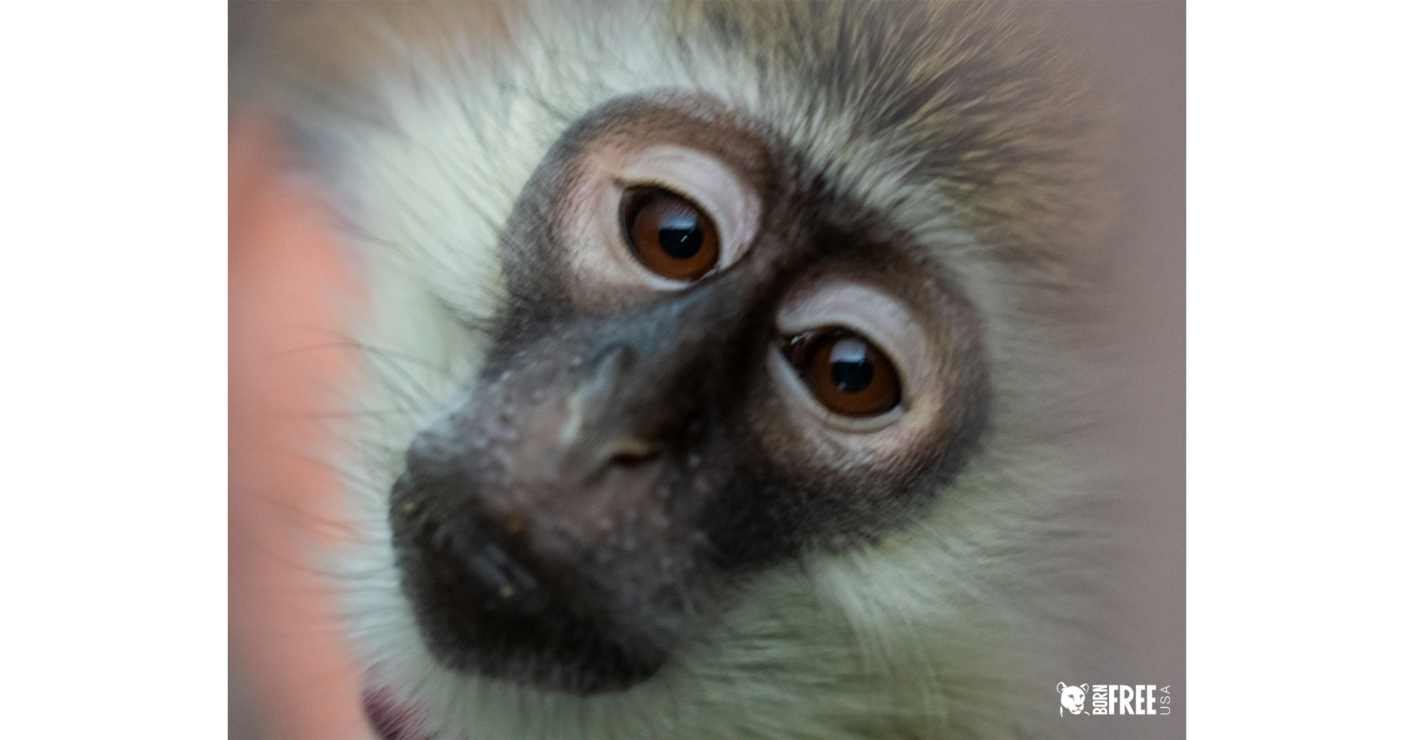 Born Free USA Welcomes New Vervet Monkey to Its South Texas Primate ...