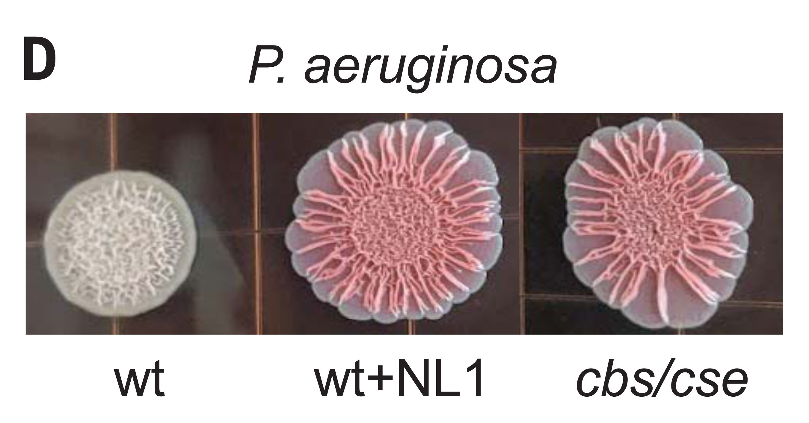 Researchers Discover Critical Role of Hydrogen Sulfide in Ability of ...