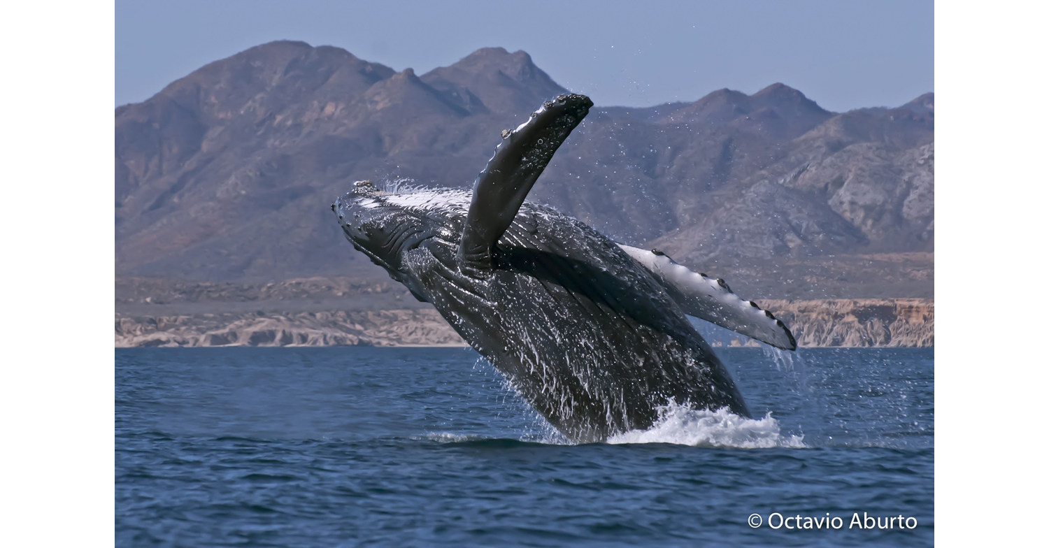 The Institute of the Americas Announces Merger of UC's Gulf of ...