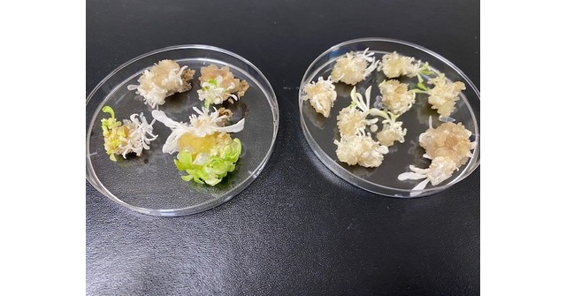 As FDA considers Cutting Nicotine in Cigarettes, Demeetra AgBio ...