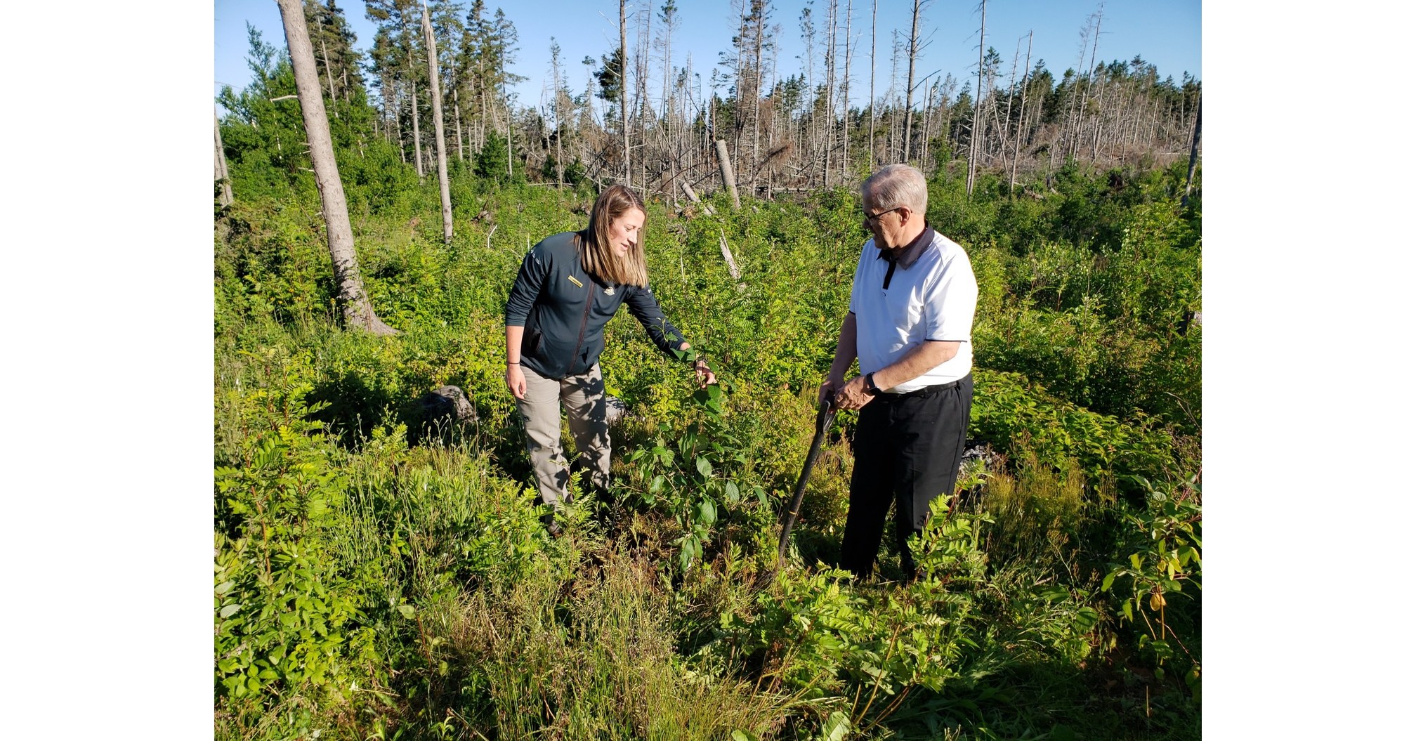 Planting in Prince Edward Island National Park Underway as Part of ...