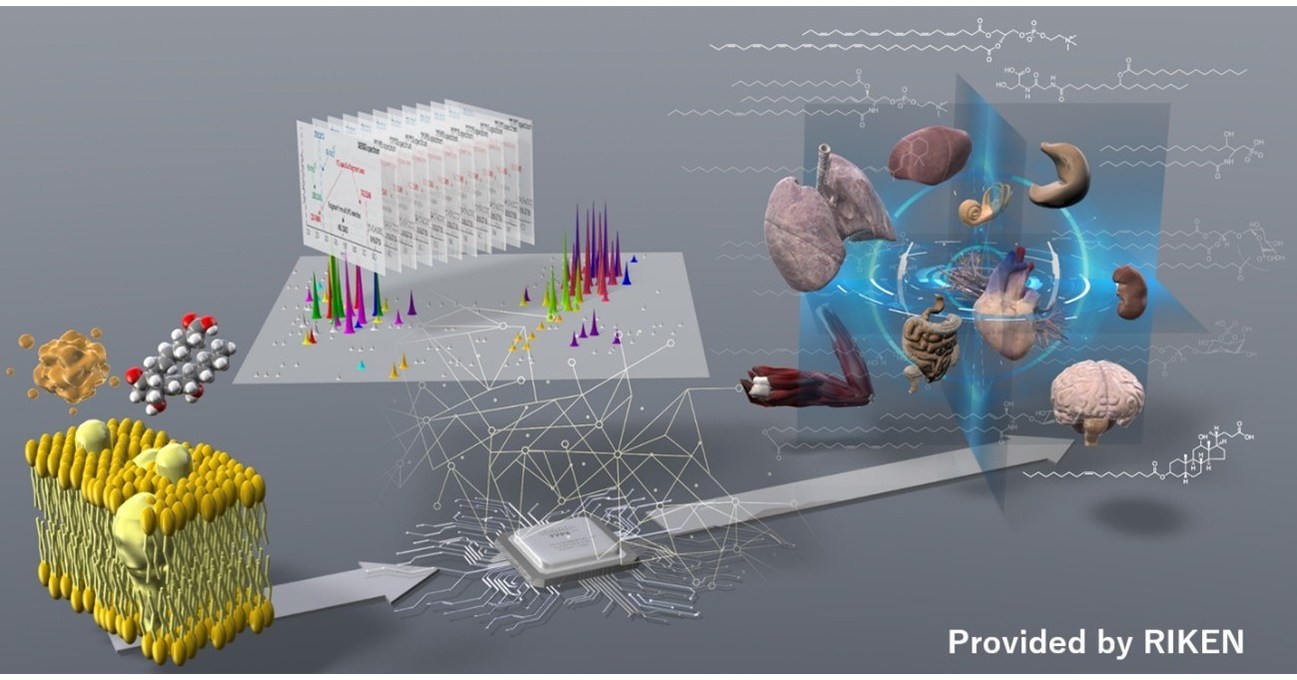 Keio University Research: Demystifying the fatty-world of lipids