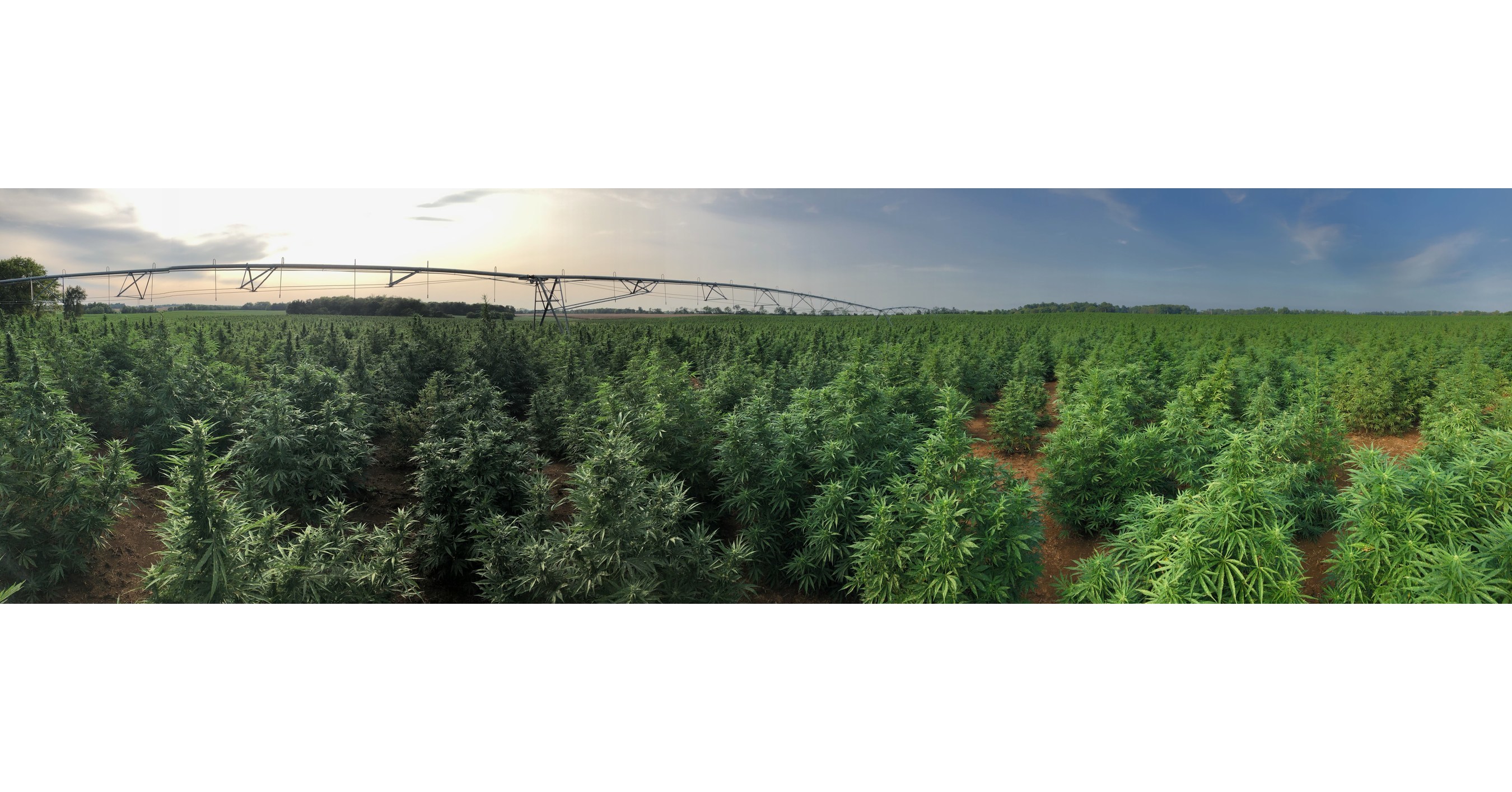 Delta Agriculture launches hemp fiber line to expand industrial-scale ...