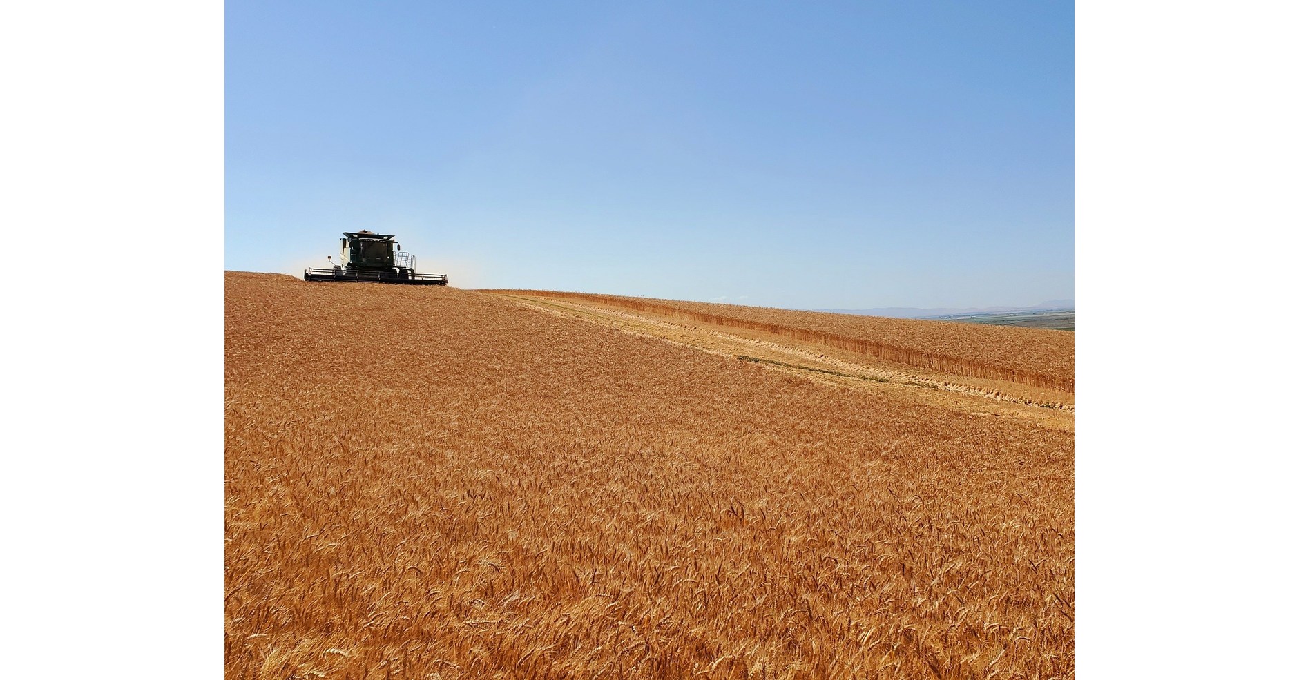 Cascade Organic Farms Experiencing High Yields & Exceptional Quality in ...